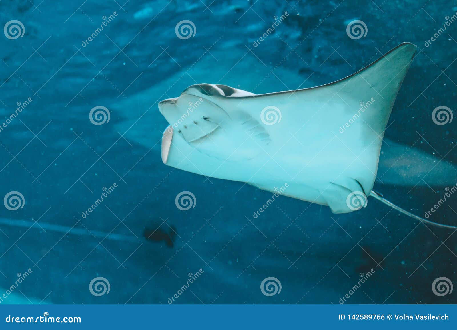 Cute Stingray Swims in Aquarium Close-up, Bottom View. Stock Photo ...