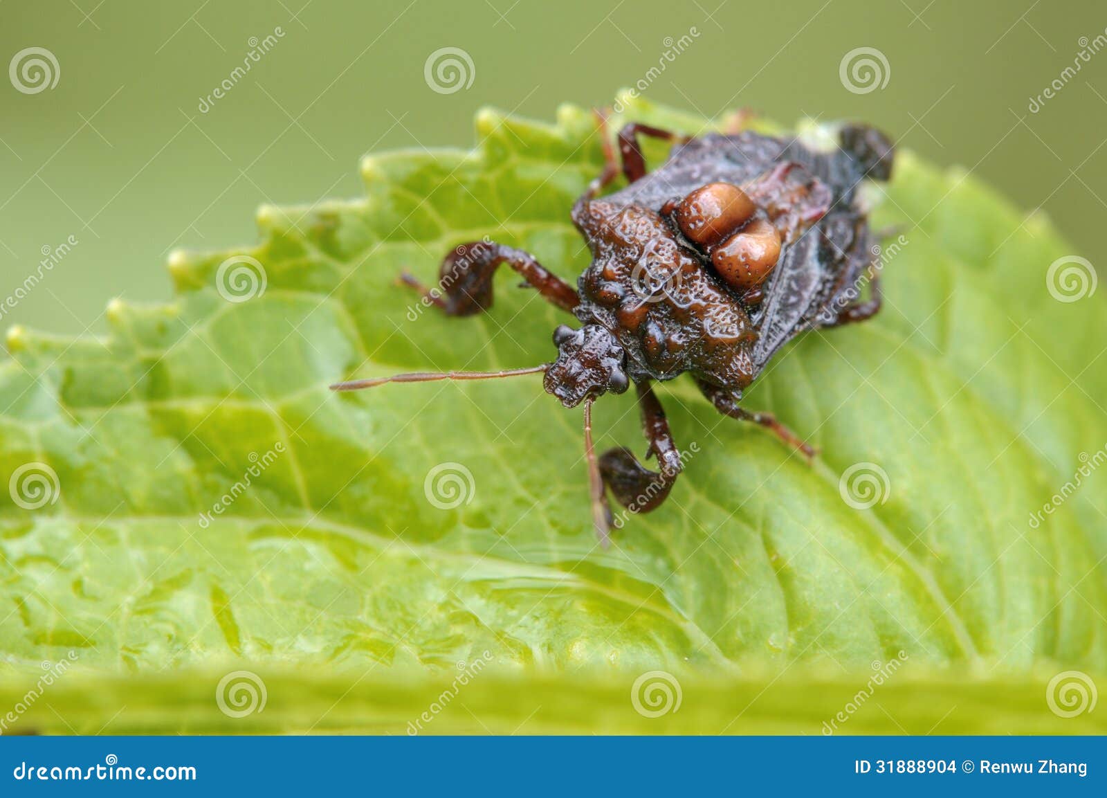 A cute stinkbug stock photo. Image of stinkbug, climb - 31888904