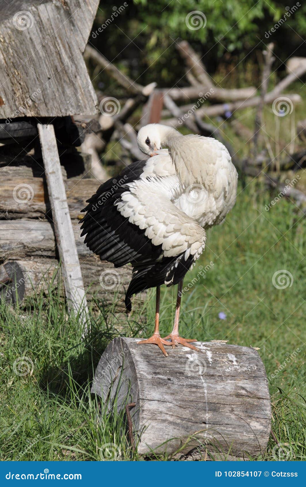 Cute Stork on a Log, Posing for the Camera Stock Image - Image of ...