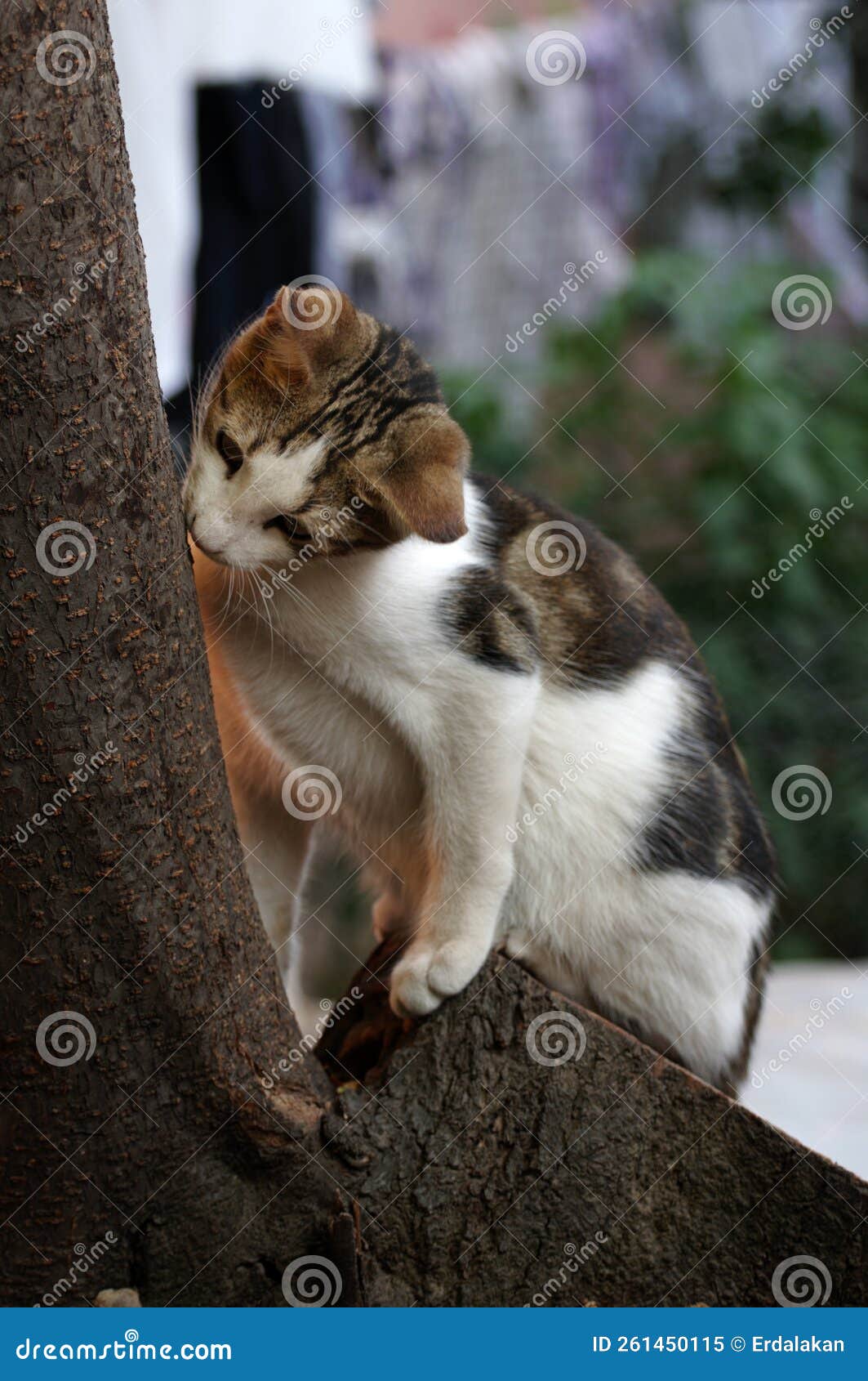 Cute Stray Cat Climbing a Tree Stock Image - Image of domestic ...
