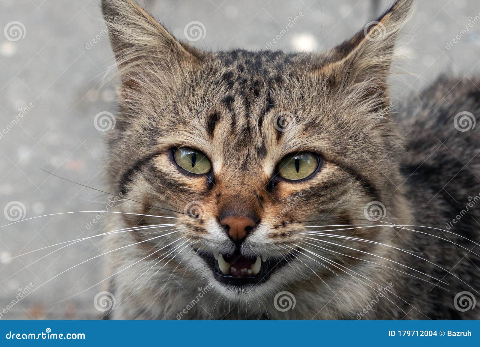 Cute stray cat face stock photo. Image of beautiful - 179712004