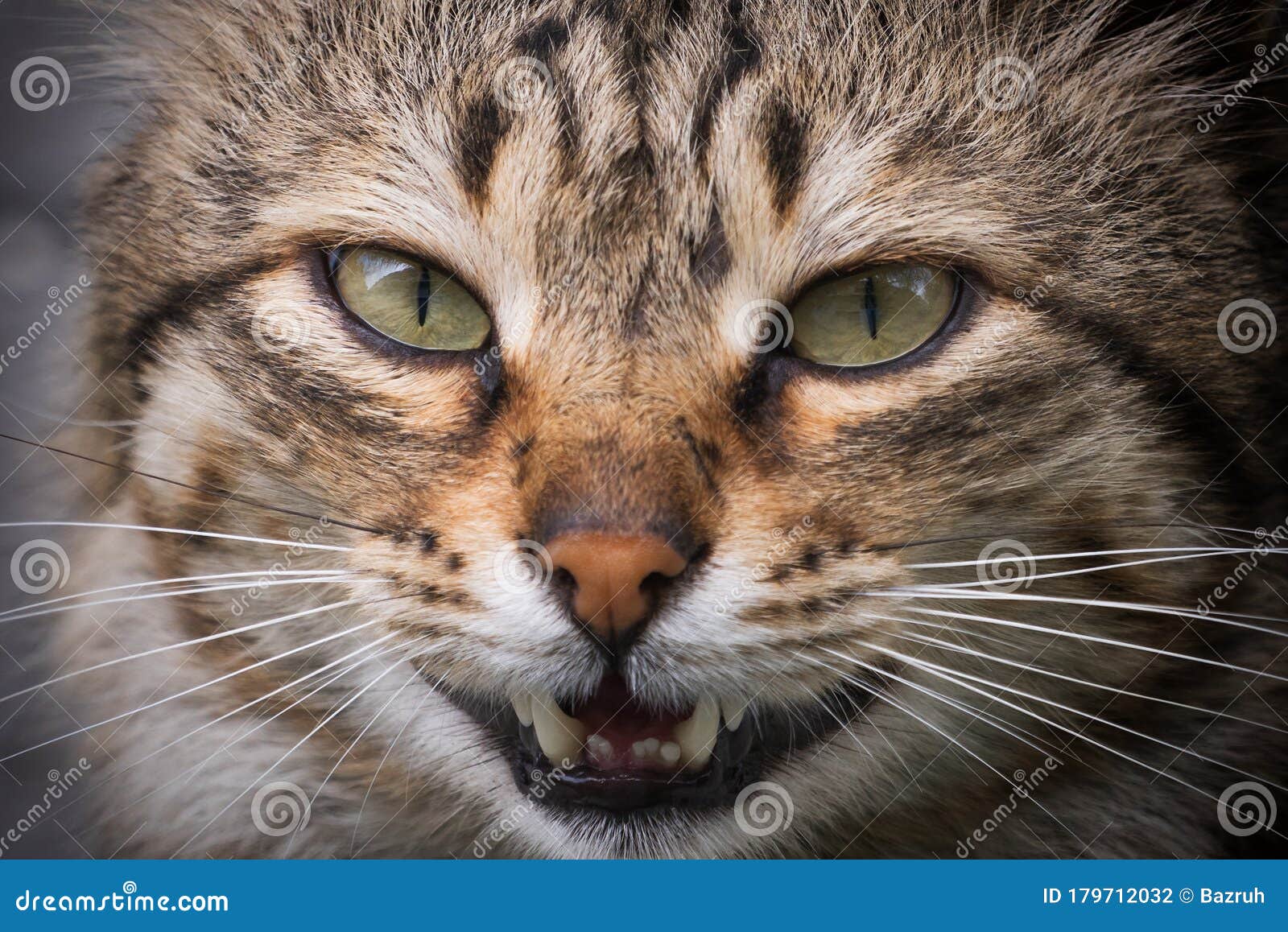Cute stray cat face stock photo. Image of jaws, head - 179712032