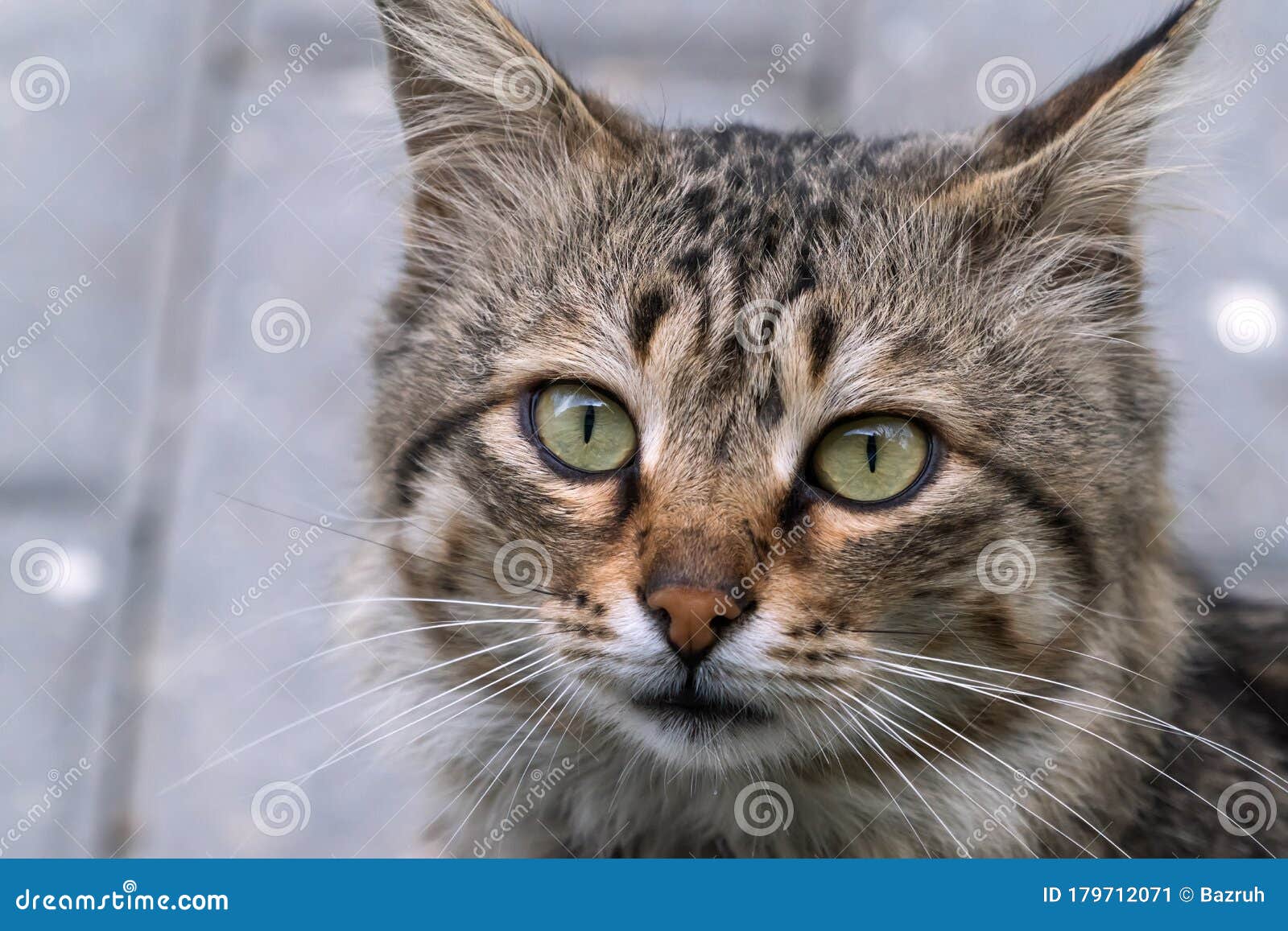 Cute stray cat face stock image. Image of happy, kitty - 179712071