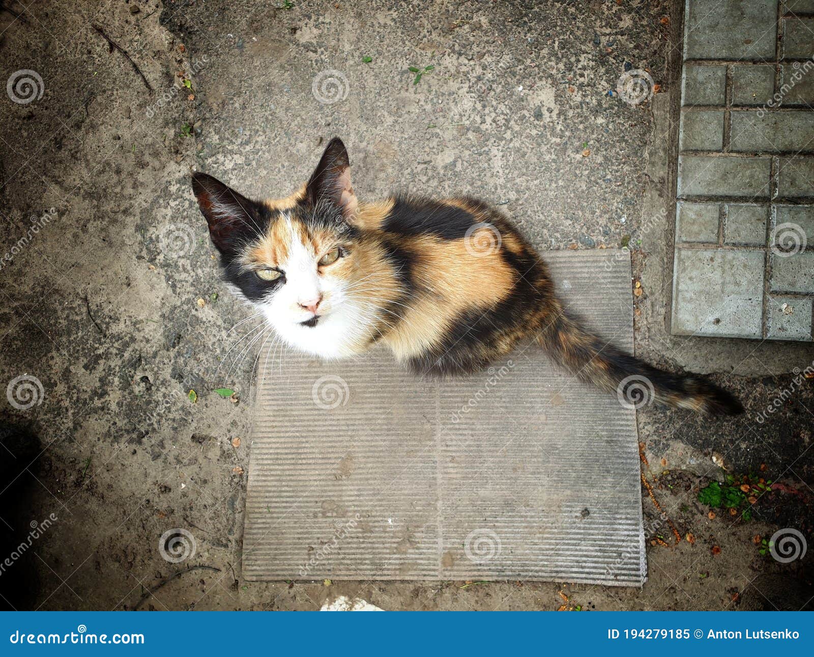 Cute Stray Cat Looks Sad, Top View Stock Image - Image of summer ...