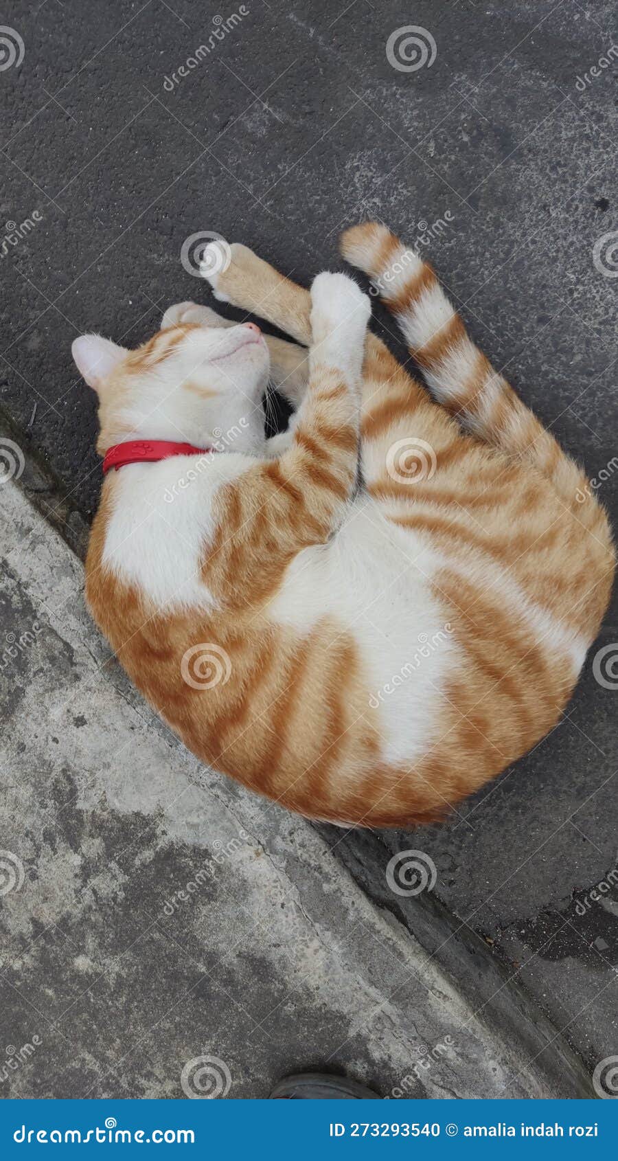 Cute Stray Cat Playing Around with Human Stock Photo - Image of stray ...