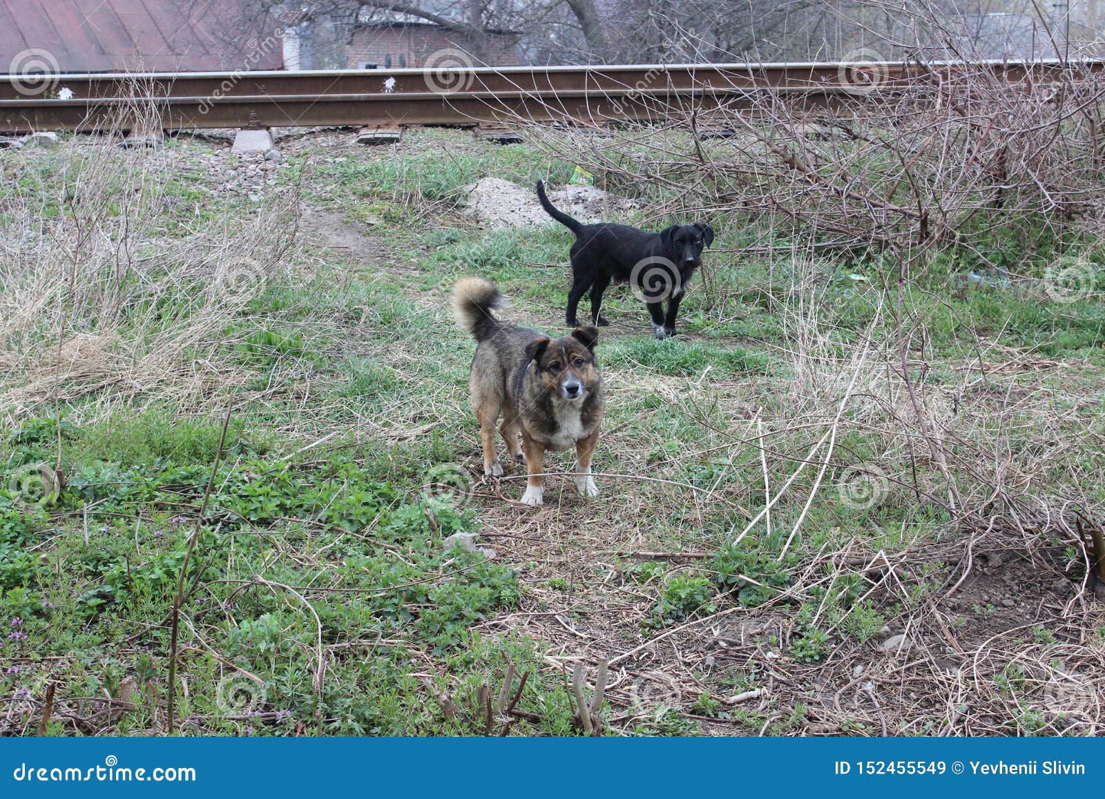 Cute stray dog stock image. Image of domestic, hope - 152455549