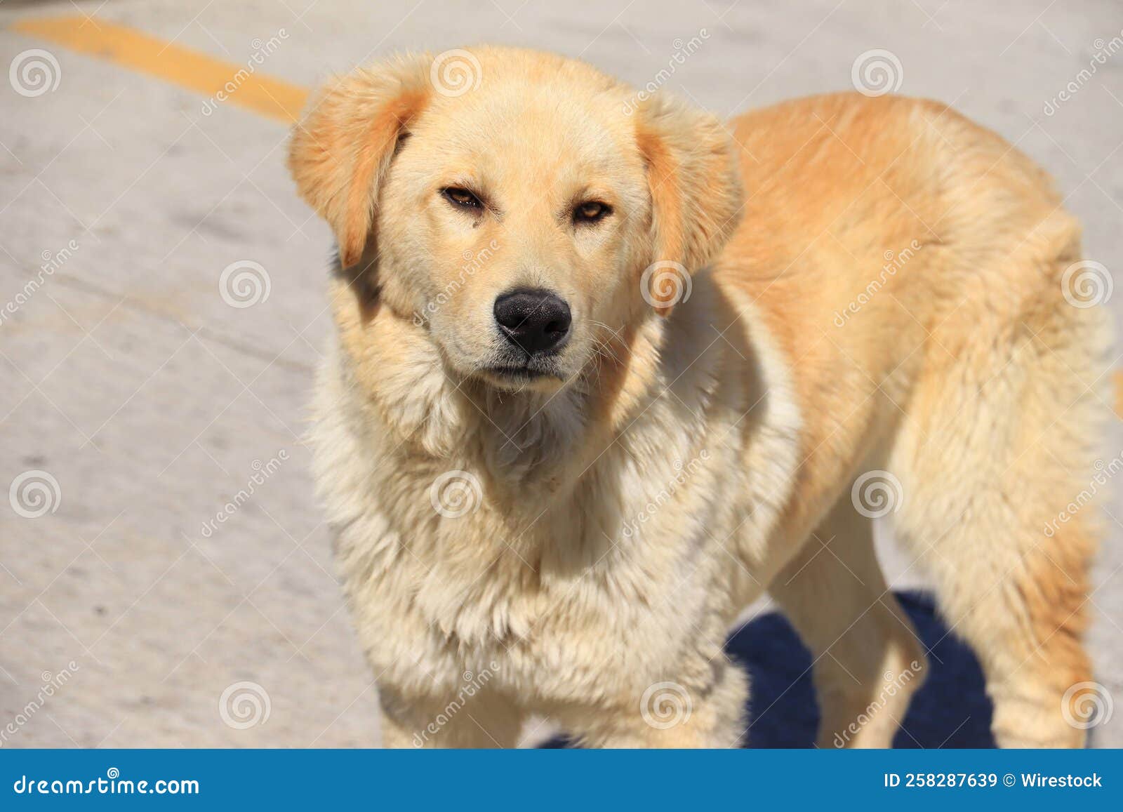 Cute Stray Dog Looking at the Camera. Stock Image - Image of domestic ...