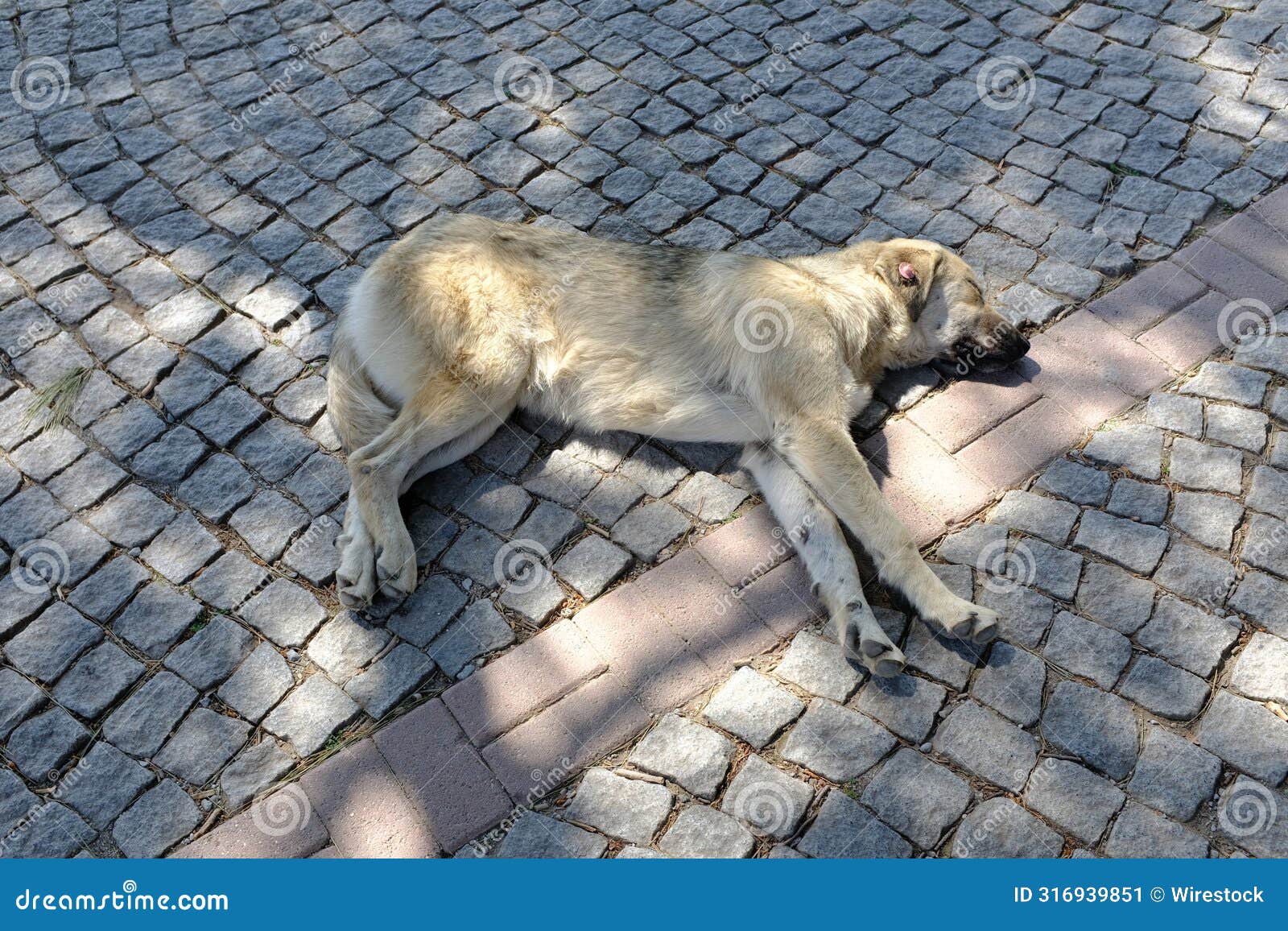 Cute Stray Dog Resting on Brick Pavement Stock Image - Image of waiting ...