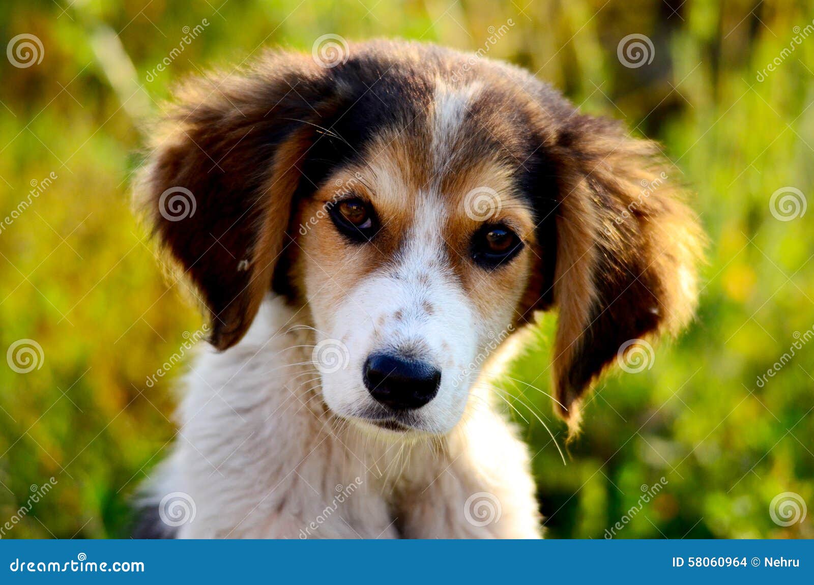 Cute Stray Dog Lays In Front Of The Door, Pretty Pet Adotpet From ...