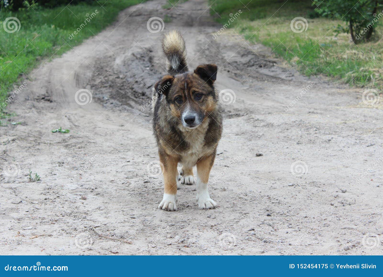Cute stray dog stock image. Image of domestic, homeless - 152454175