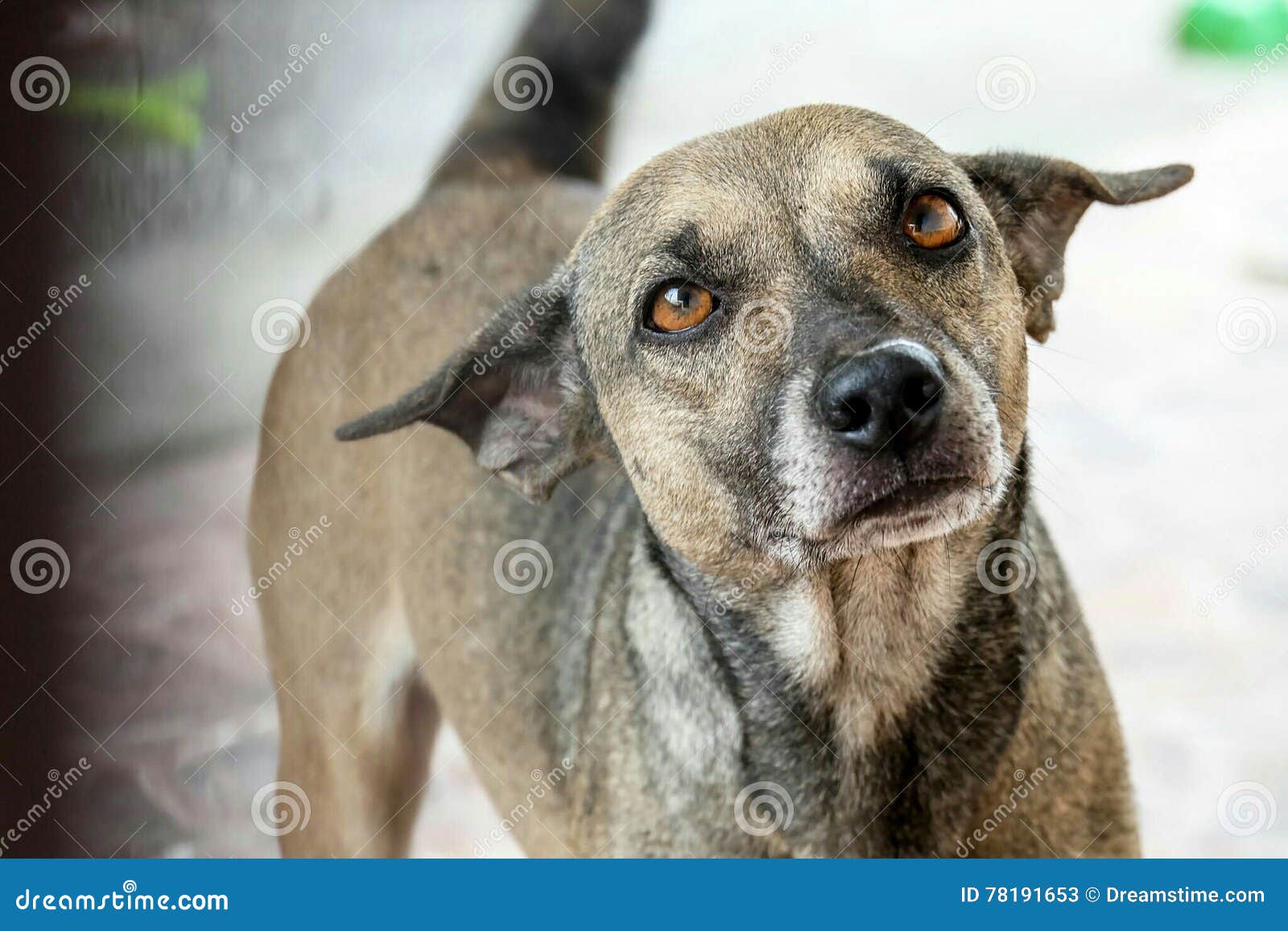 A cute stray dog stock image. Image of dogs, stray, pets - 78191653
