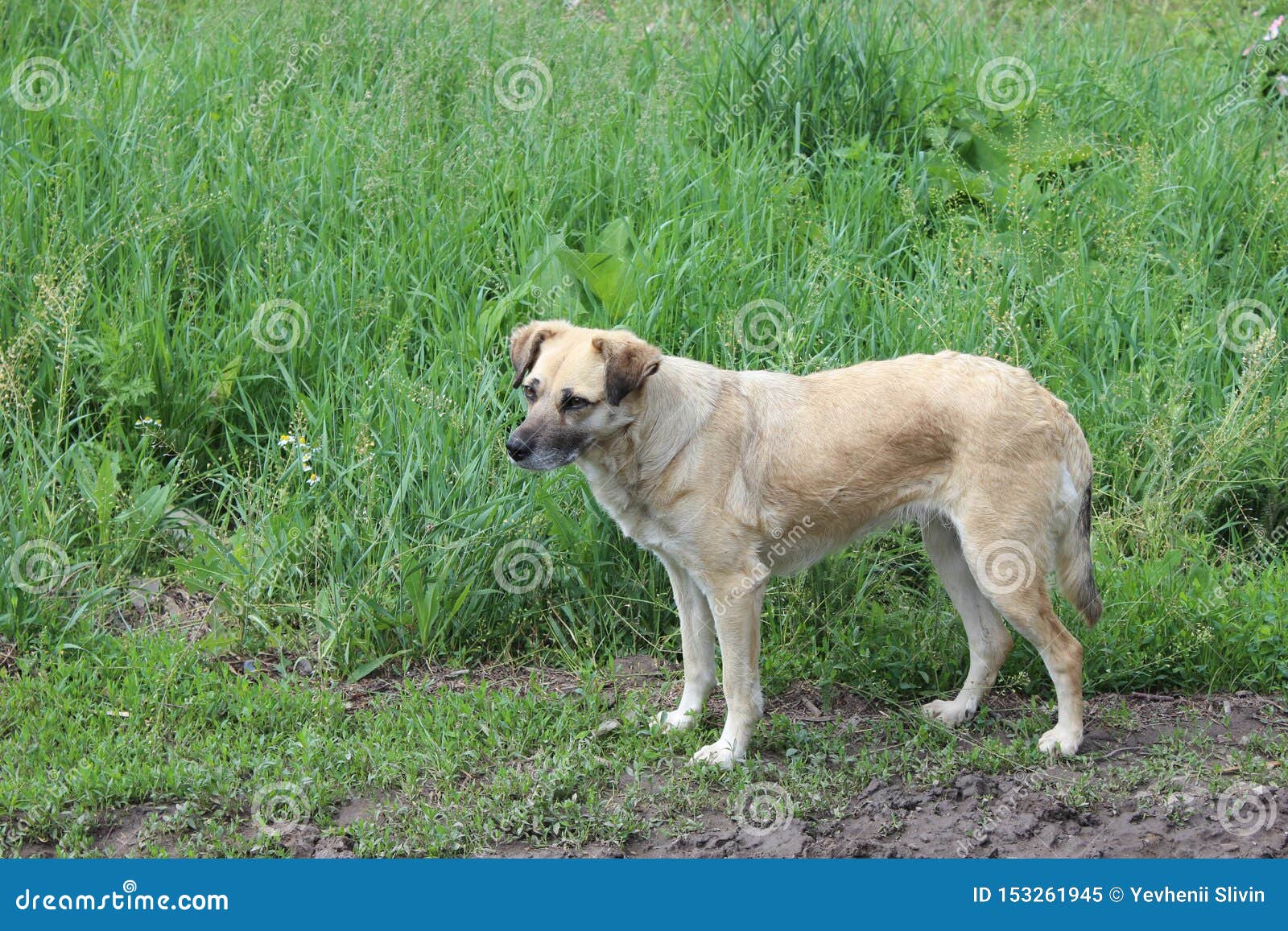 Cute stray dog stock image. Image of mammal, cute, head - 153261945