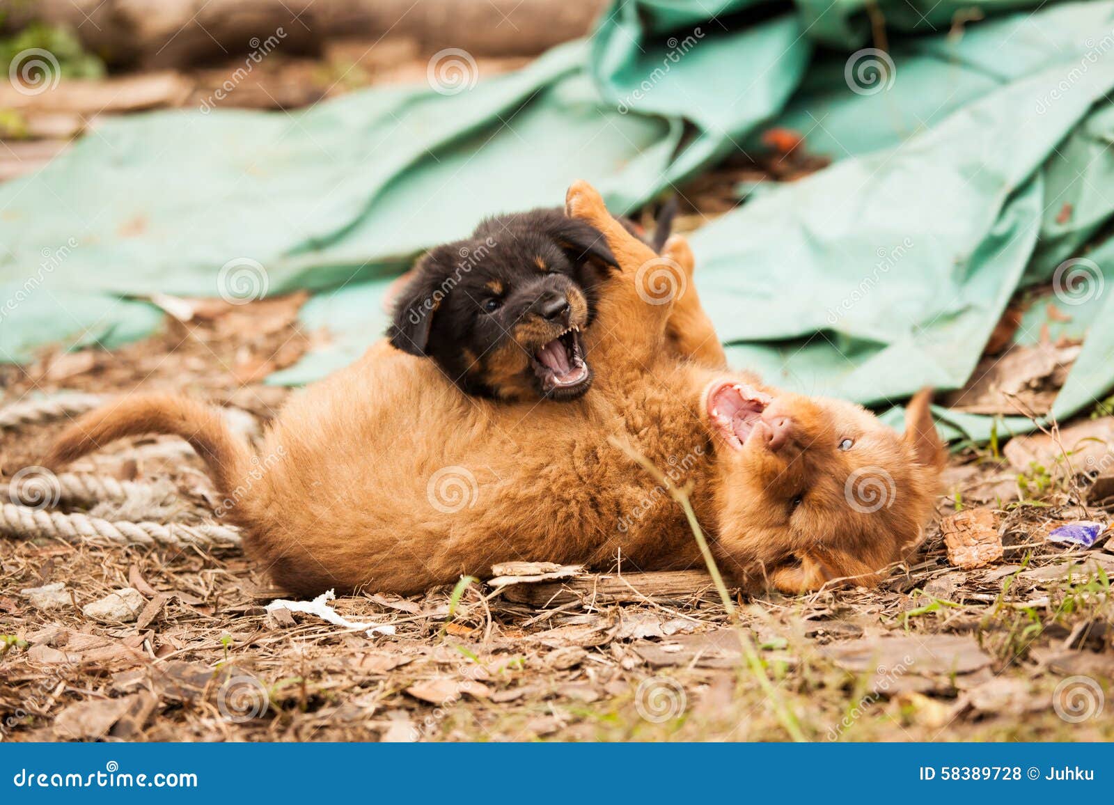 Cute stray puppies playing stock photo. Image of alone - 58389728