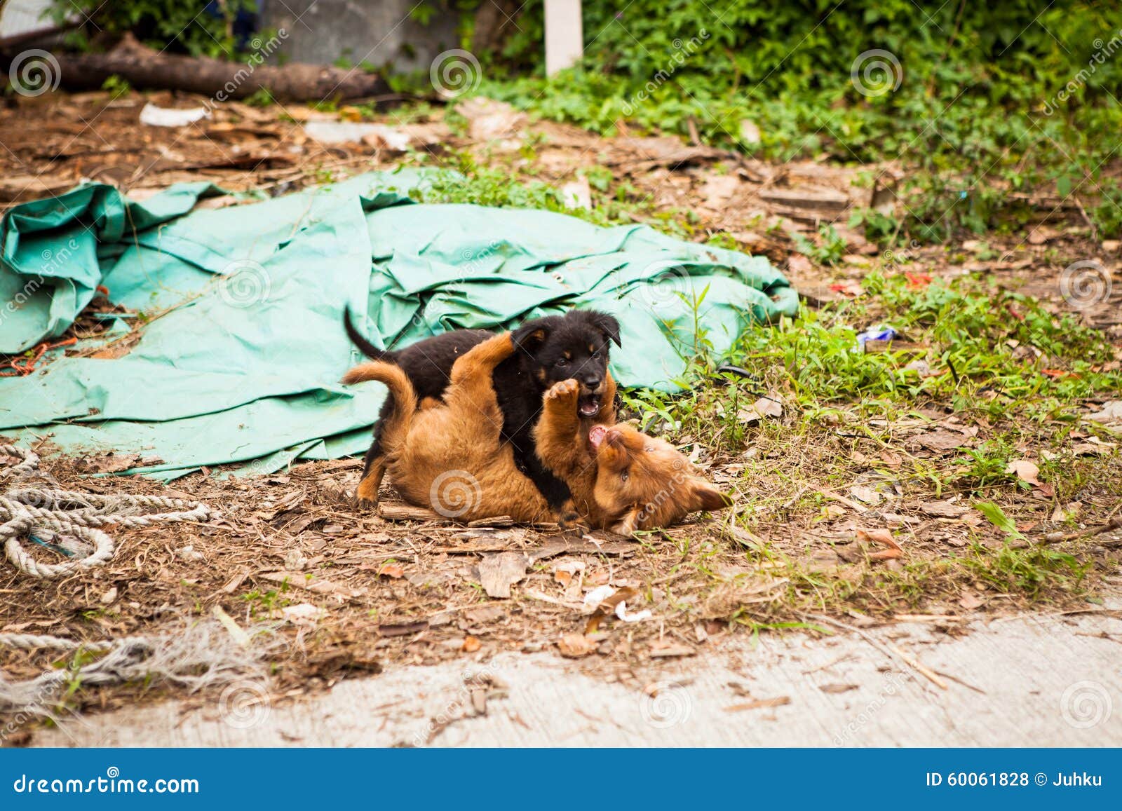 Cute stray puppies playing stock photo. Image of little - 60061828