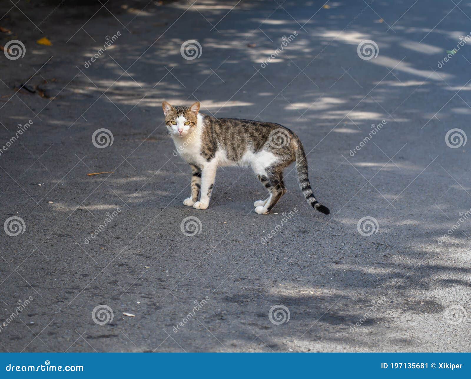 Cute Street Cat Standing on the Asphalt Stock Image - Image of little ...