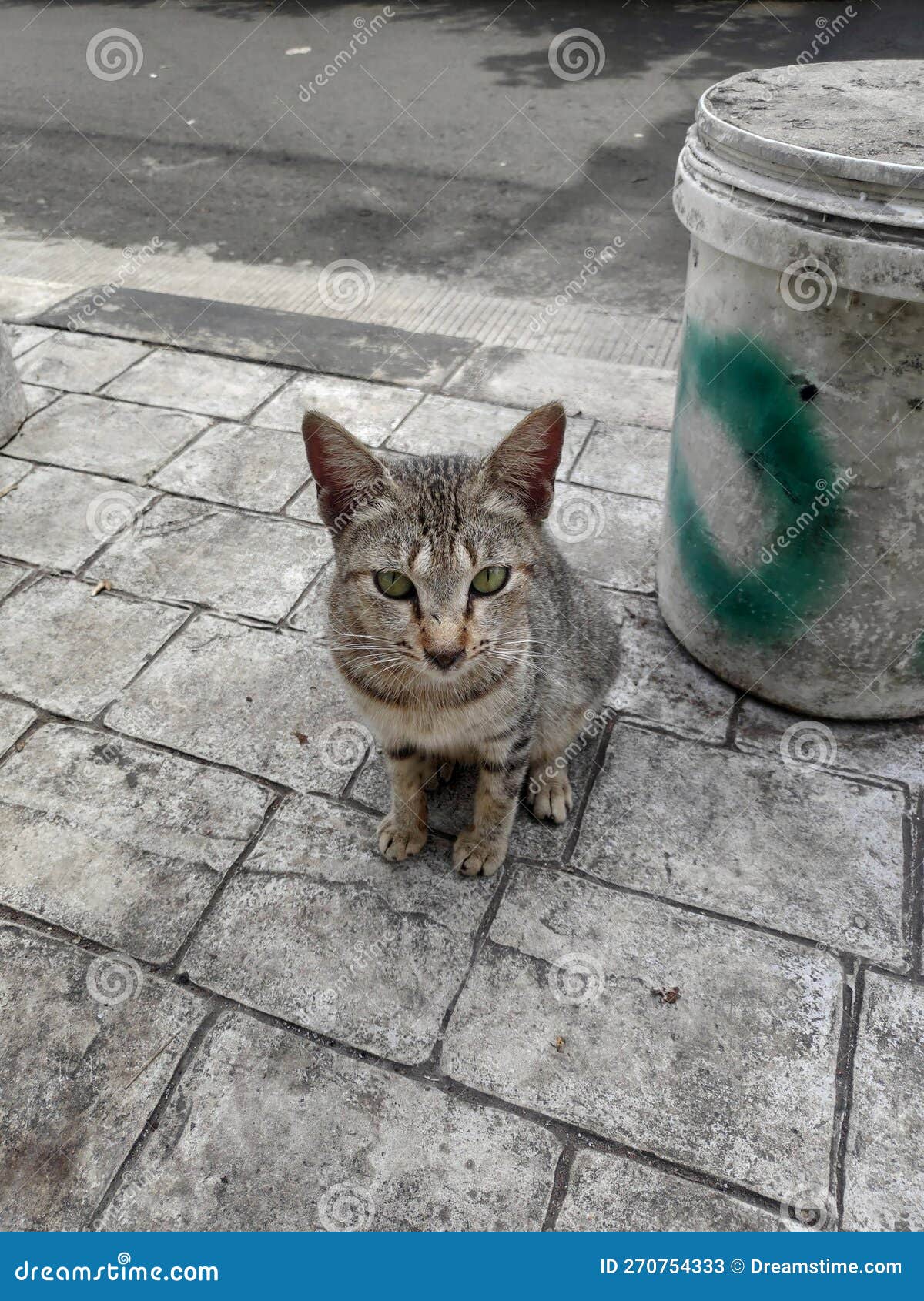Cute Street Cat Standing On The Asphalt Royalty-Free Stock Photography ...
