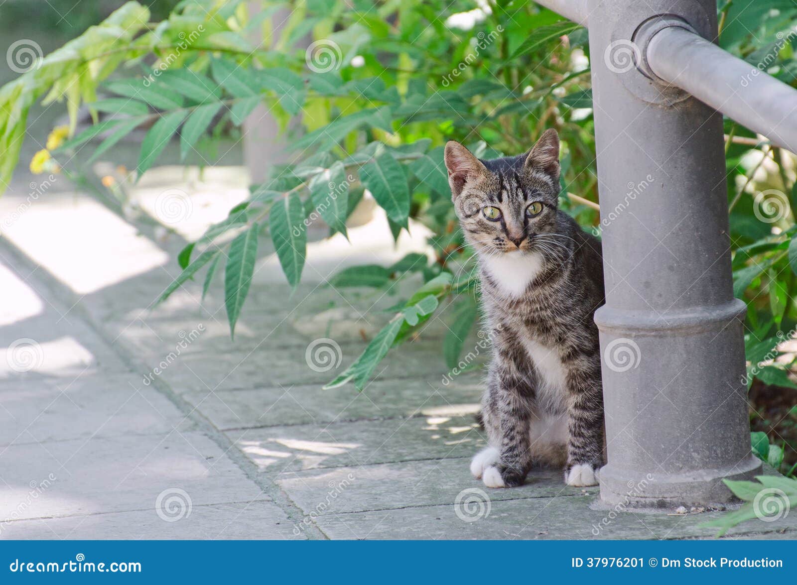 Cute street kitten stock image. Image of eyes, outdoors - 37976201