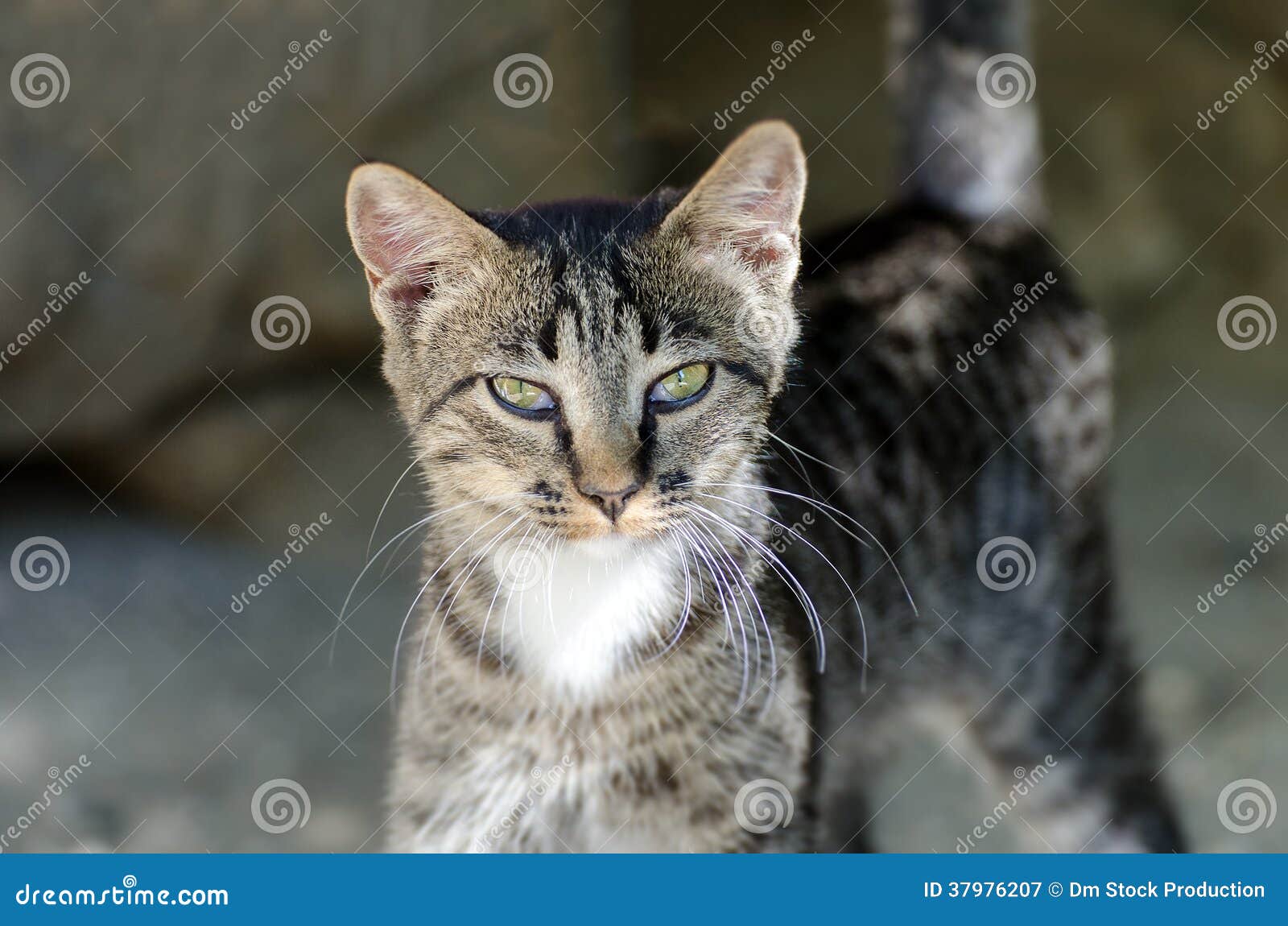 Cute street kitten stock image. Image of defenseless - 37976207