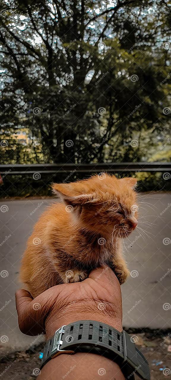Cute street side cat stock image. Image of street, lovely - 282951951
