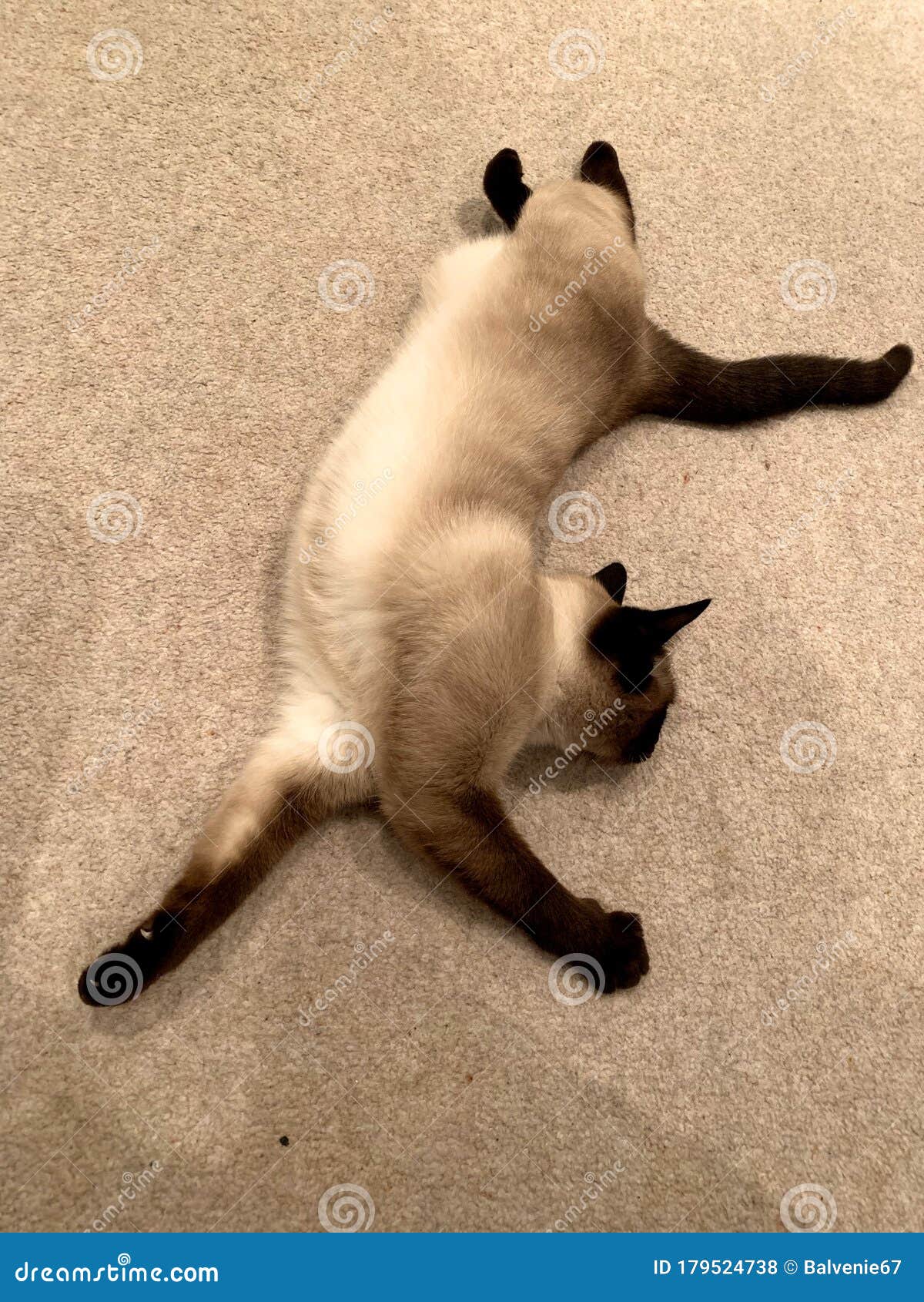 Stretching Cat is Lying on the Floor Stock Photo - Image of beautiful ...