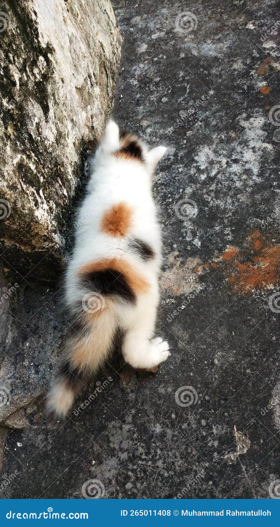 A Cute Striped Cat with an Adorable Color Stock Photo - Image of cute ...