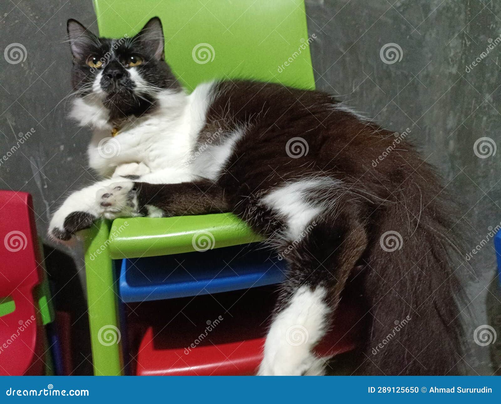 Cute Striped Cat, Posing on a Pile of Chairs Stock Photo - Image of ...
