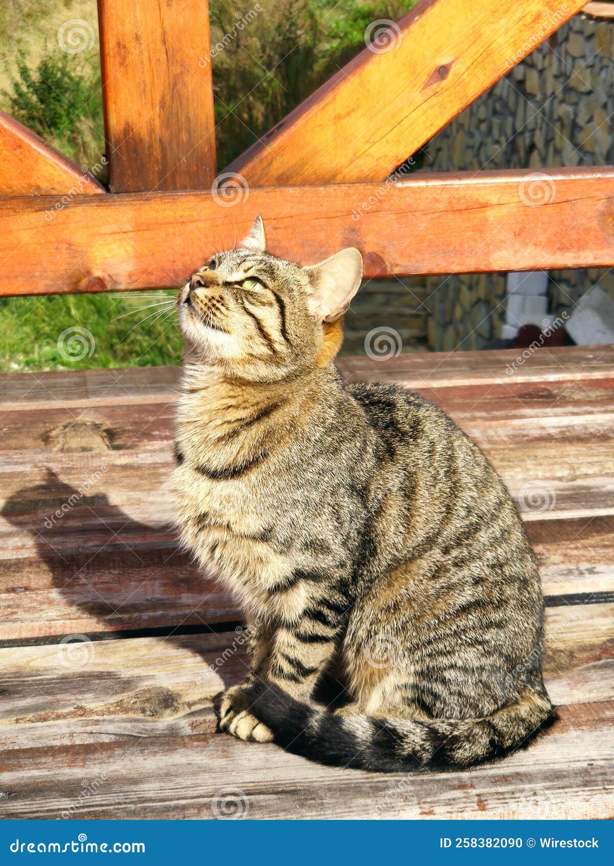 Cute Striped Cat Sitting on a Wooden Ground. Stock Photo - Image of ...