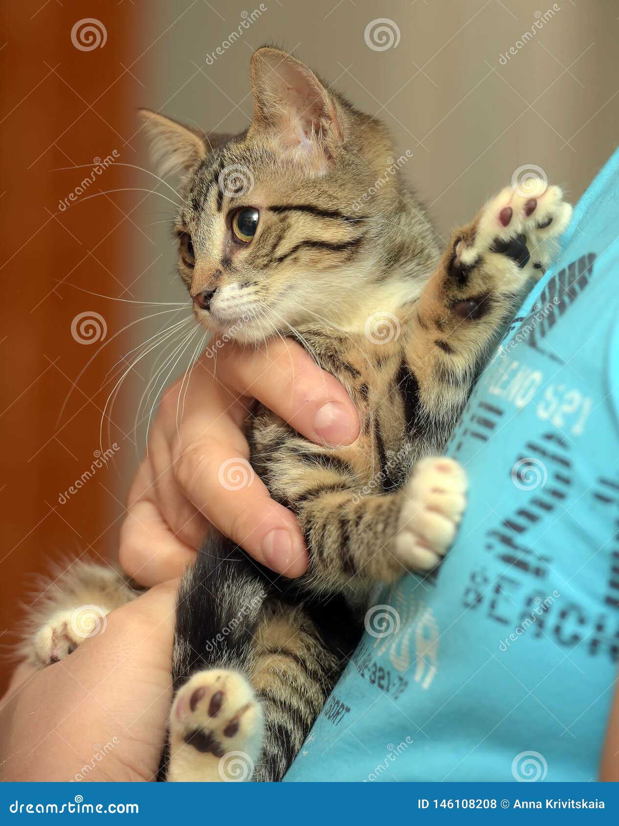 Cute striped home kitten stock photo. Image of feline - 146108208