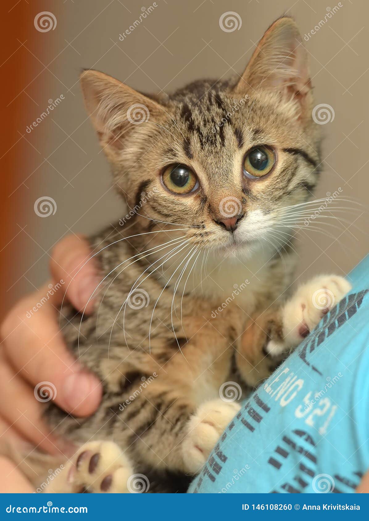Cute striped home kitten stock photo. Image of ginger - 146108260