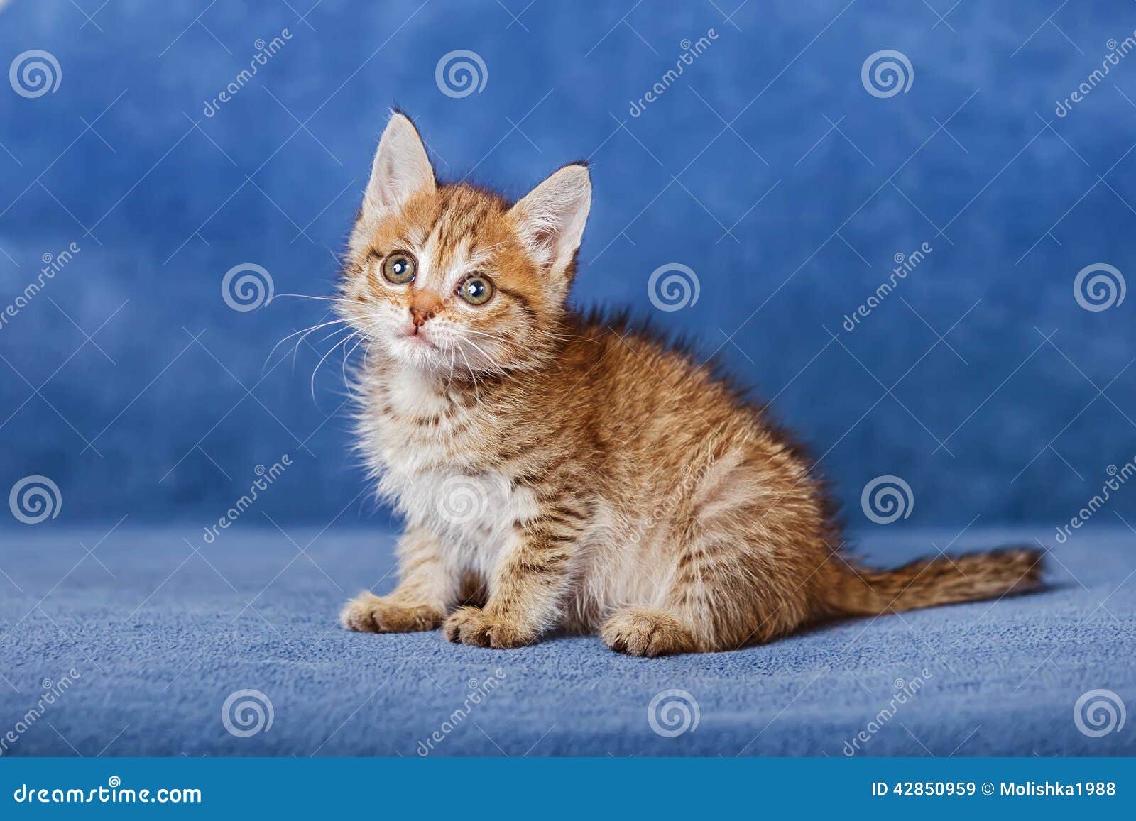 Cute striped kitten stock image. Image of action, beauty - 42850959