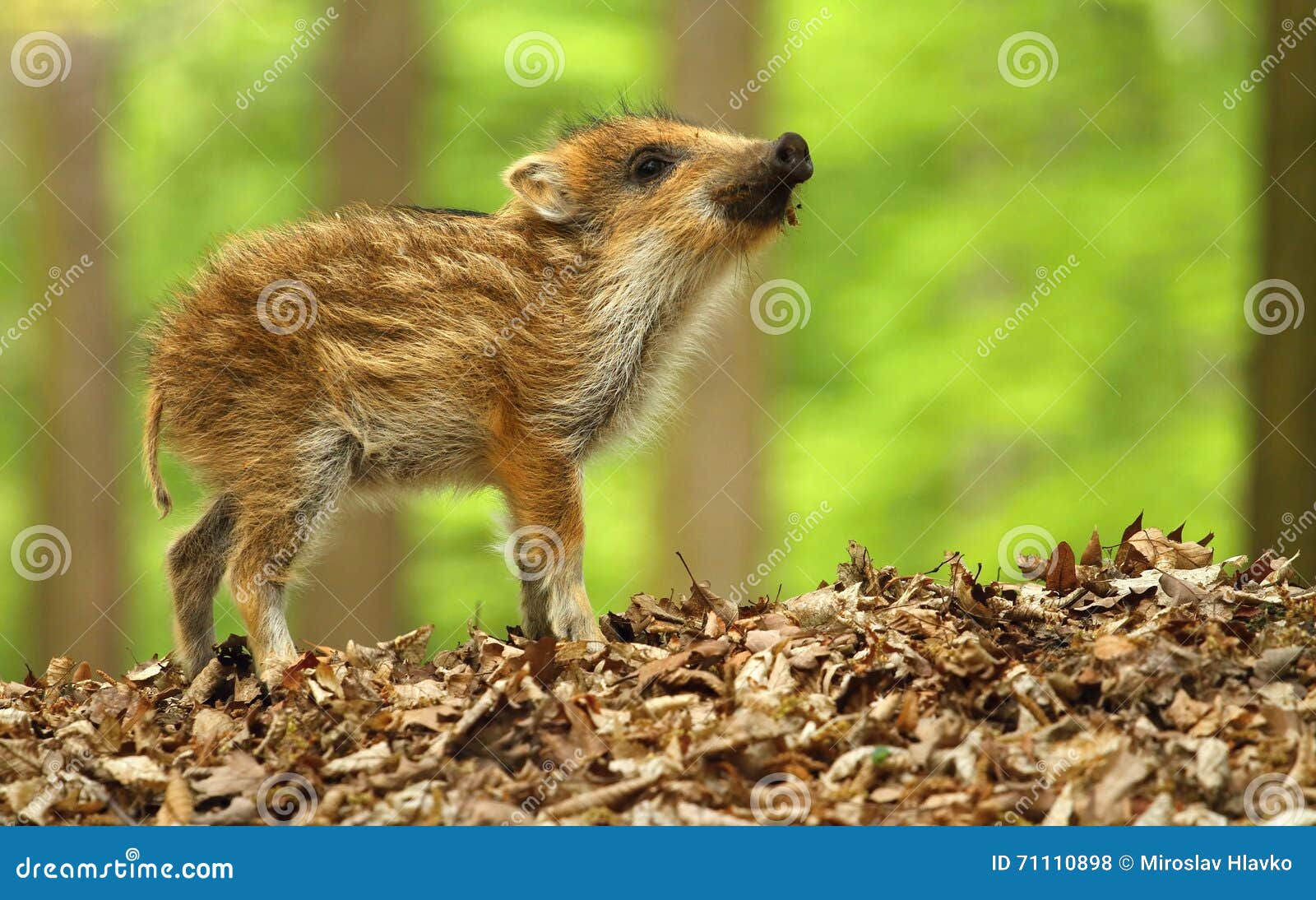 Cute striped piglet stock photo. Image of young, cute - 71110898
