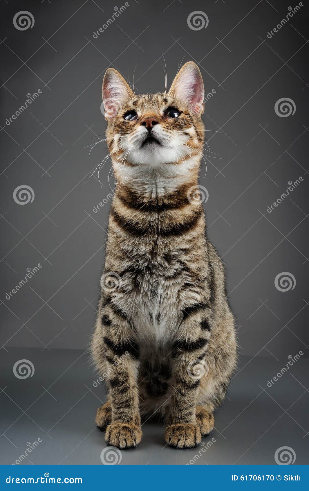 Cute Striped Tabby Kitten stock photo. Image of tabby - 61706170