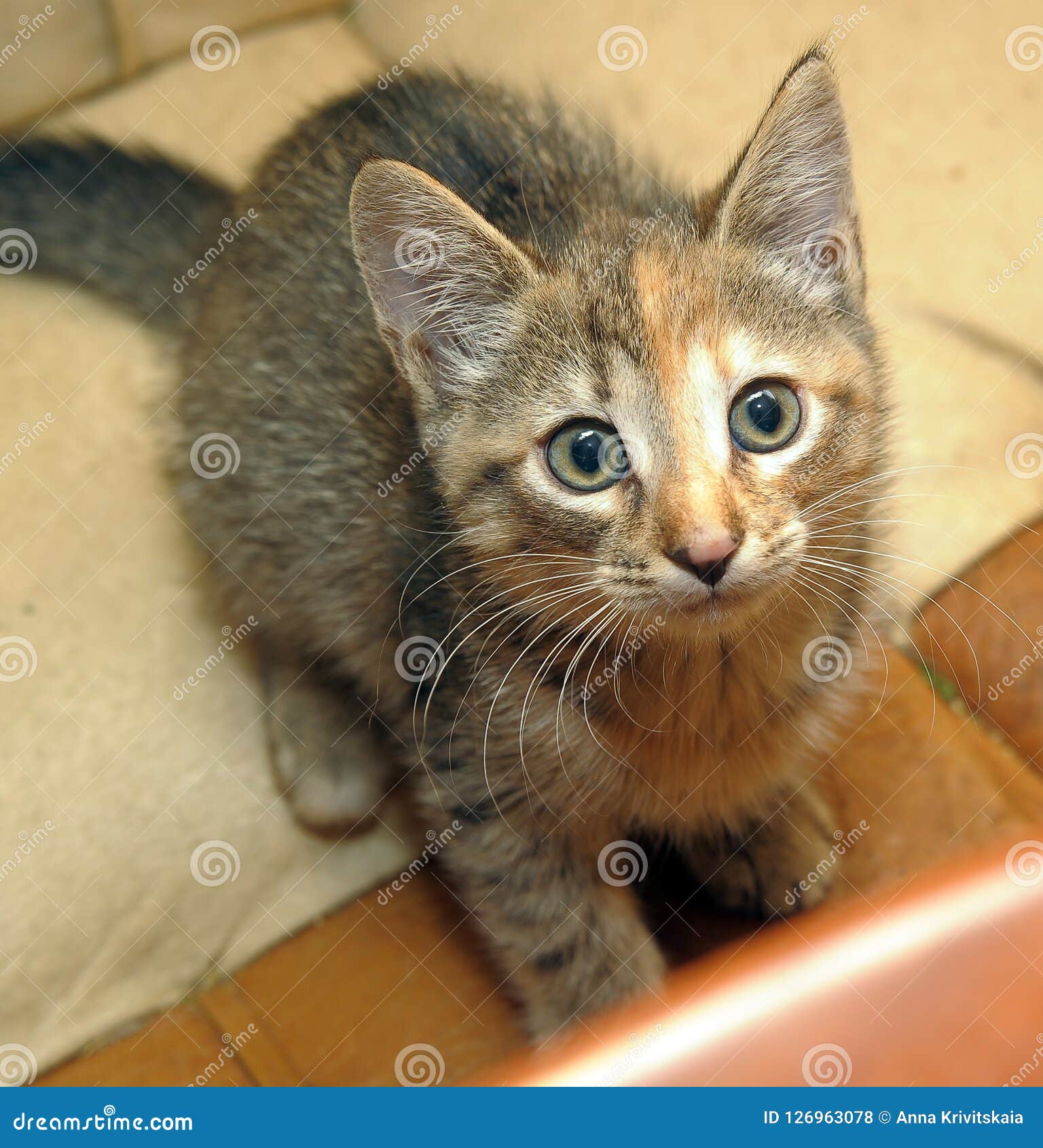 Striped Three-colored Kitten Stock Photo - Image of little, colored ...