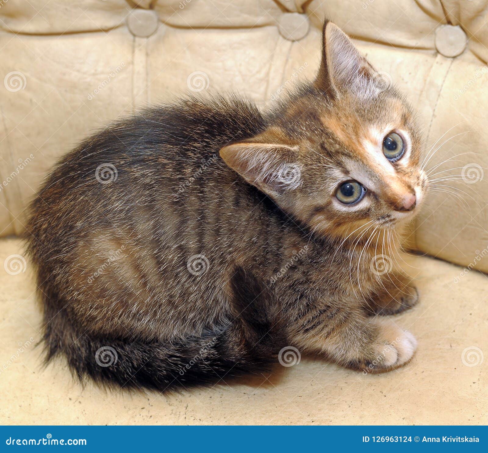 Striped Three-colored Kitten Stock Photo - Image of brown, black: 126963124