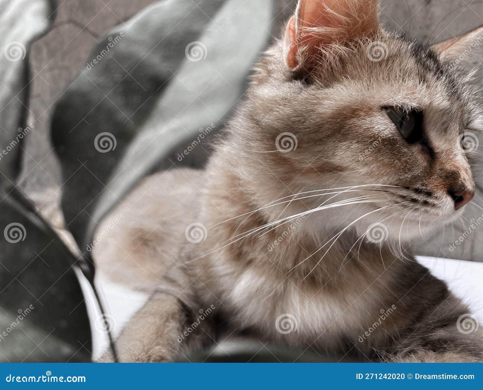 Cute cat stock photo. Image of cate, cute, photographed - 271242020