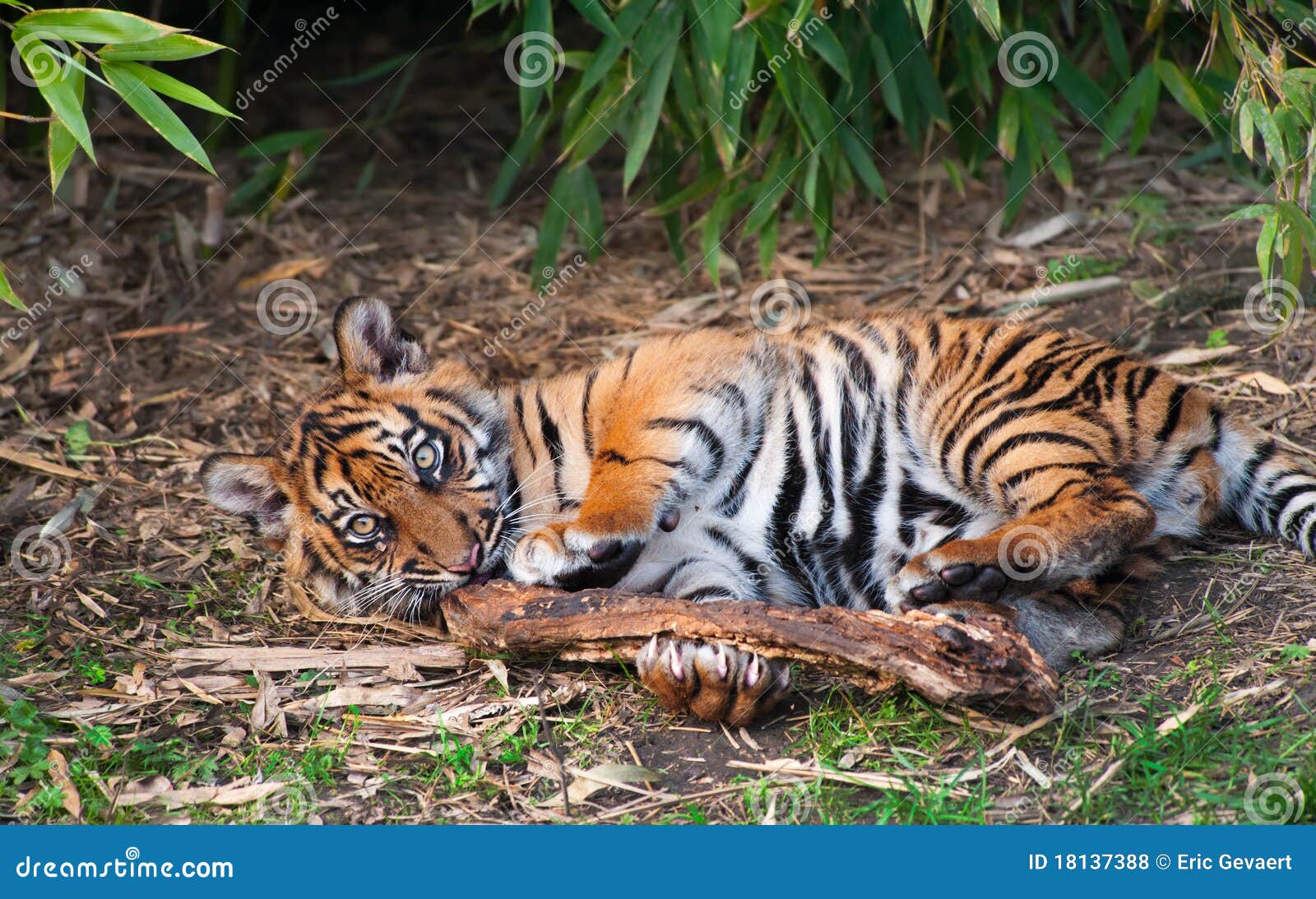 Cute Sumatran Tiger Cub Playing Stock Photo - Image of indonesian ...