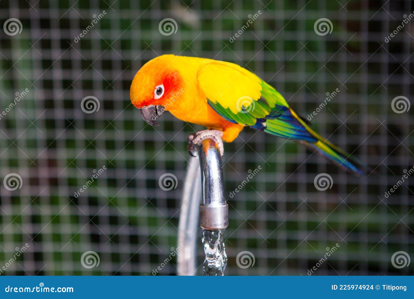 Cute Sun Conure Climbing The Cage Royalty-Free Stock Photography ...