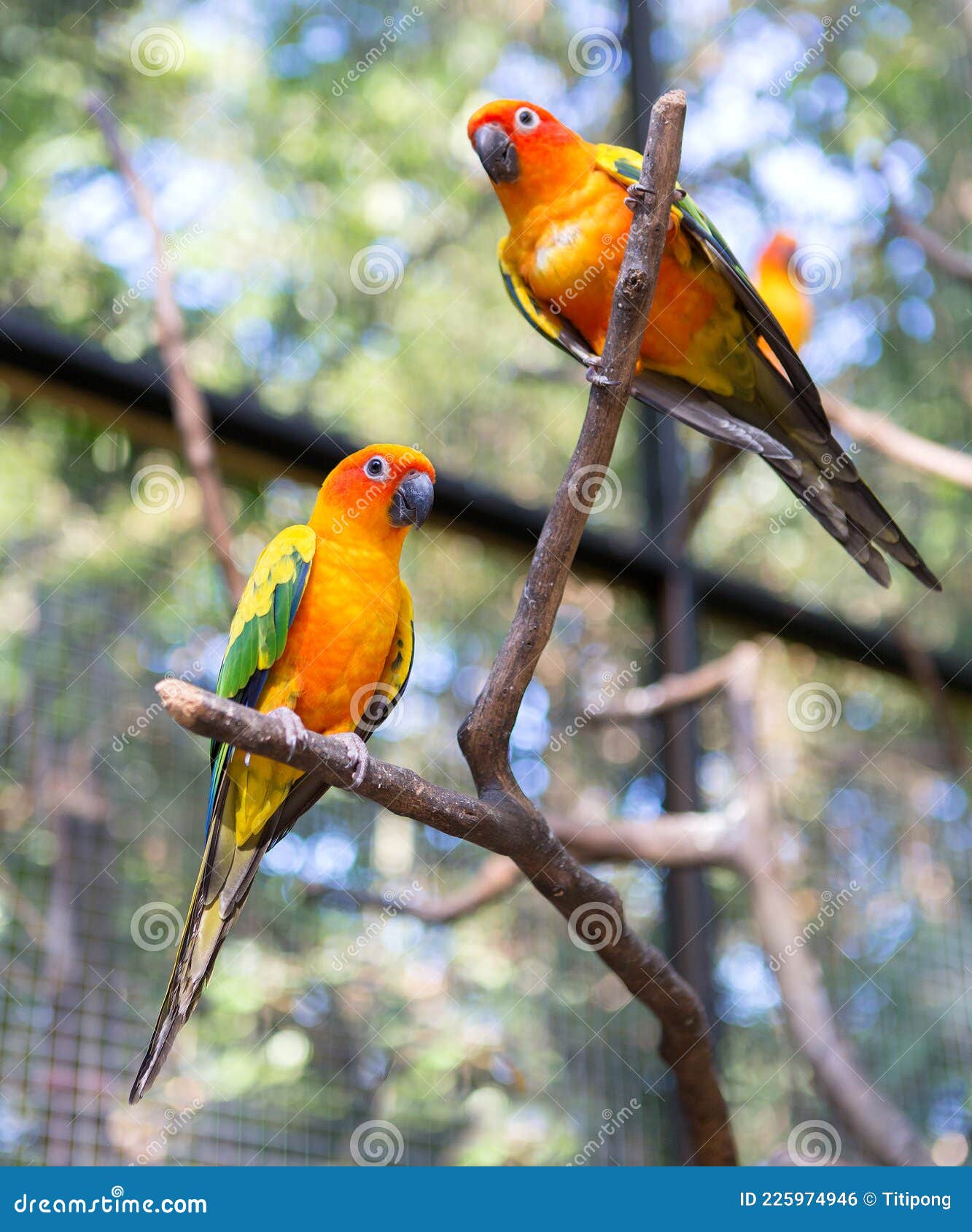 Cute Sun Conure Climbing the Cage Stock Photo - Image of feather, macaw ...