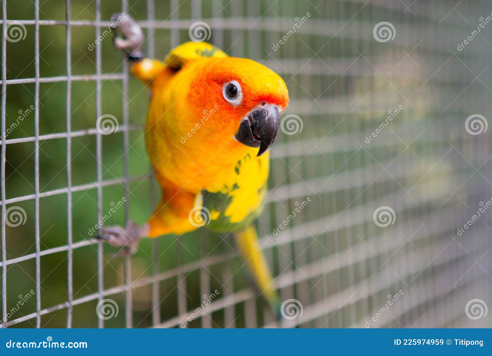 Cute Sun Conure Climbing the Cage Stock Image - Image of young, bright ...