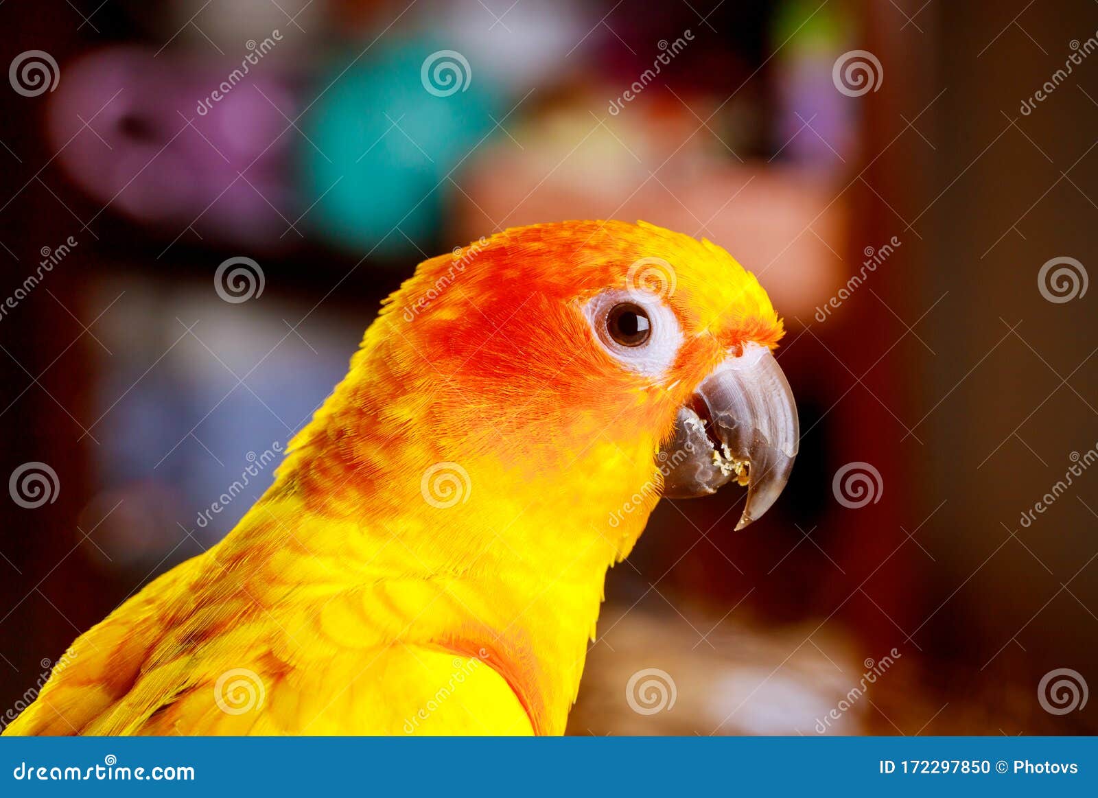 Cute Sun Conure Climbing The Cage Stock Photography | CartoonDealer.com ...