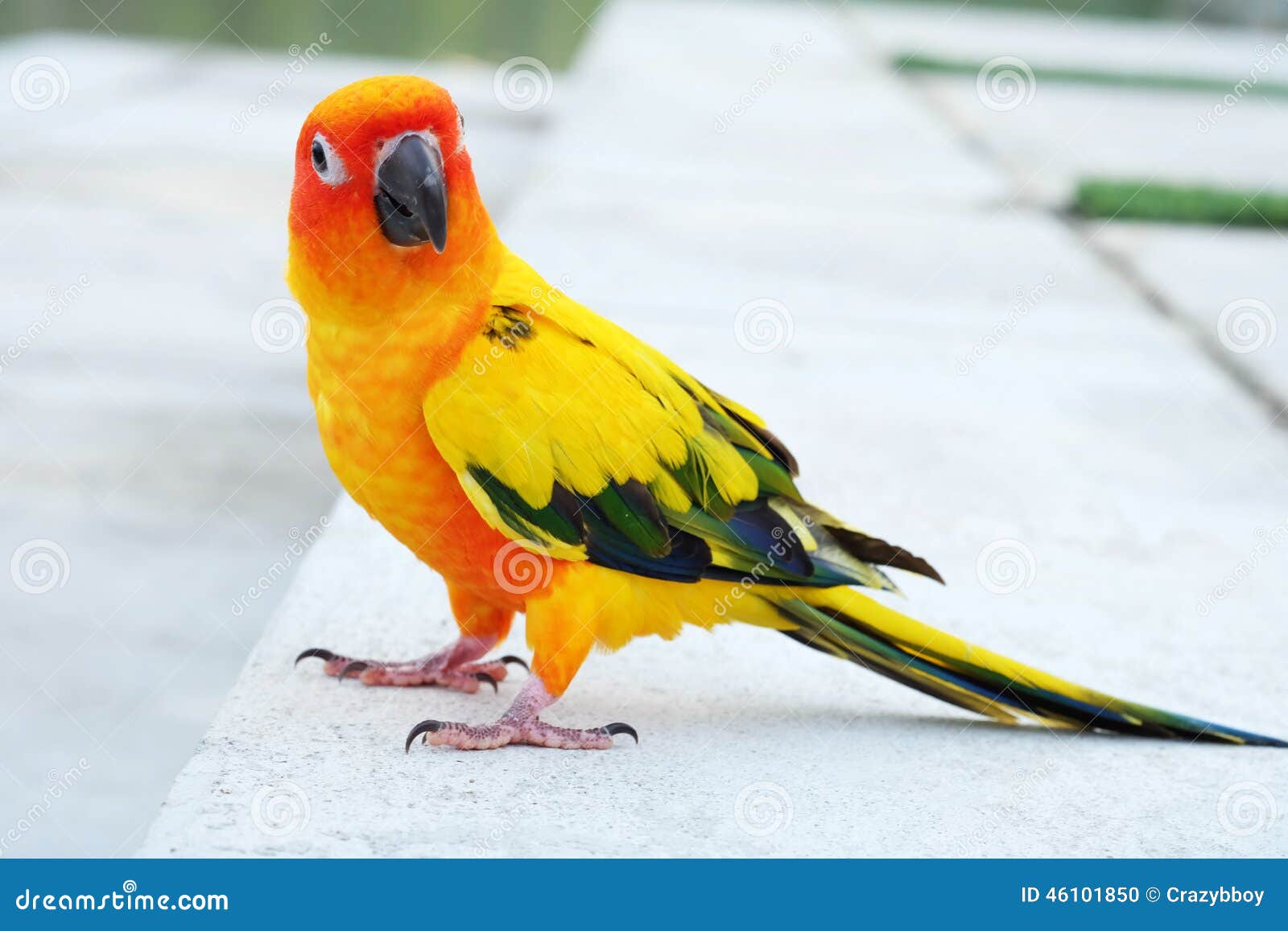 Cute Sun Conure in Lovely Posture Stock Photo - Image of lovely, nature ...