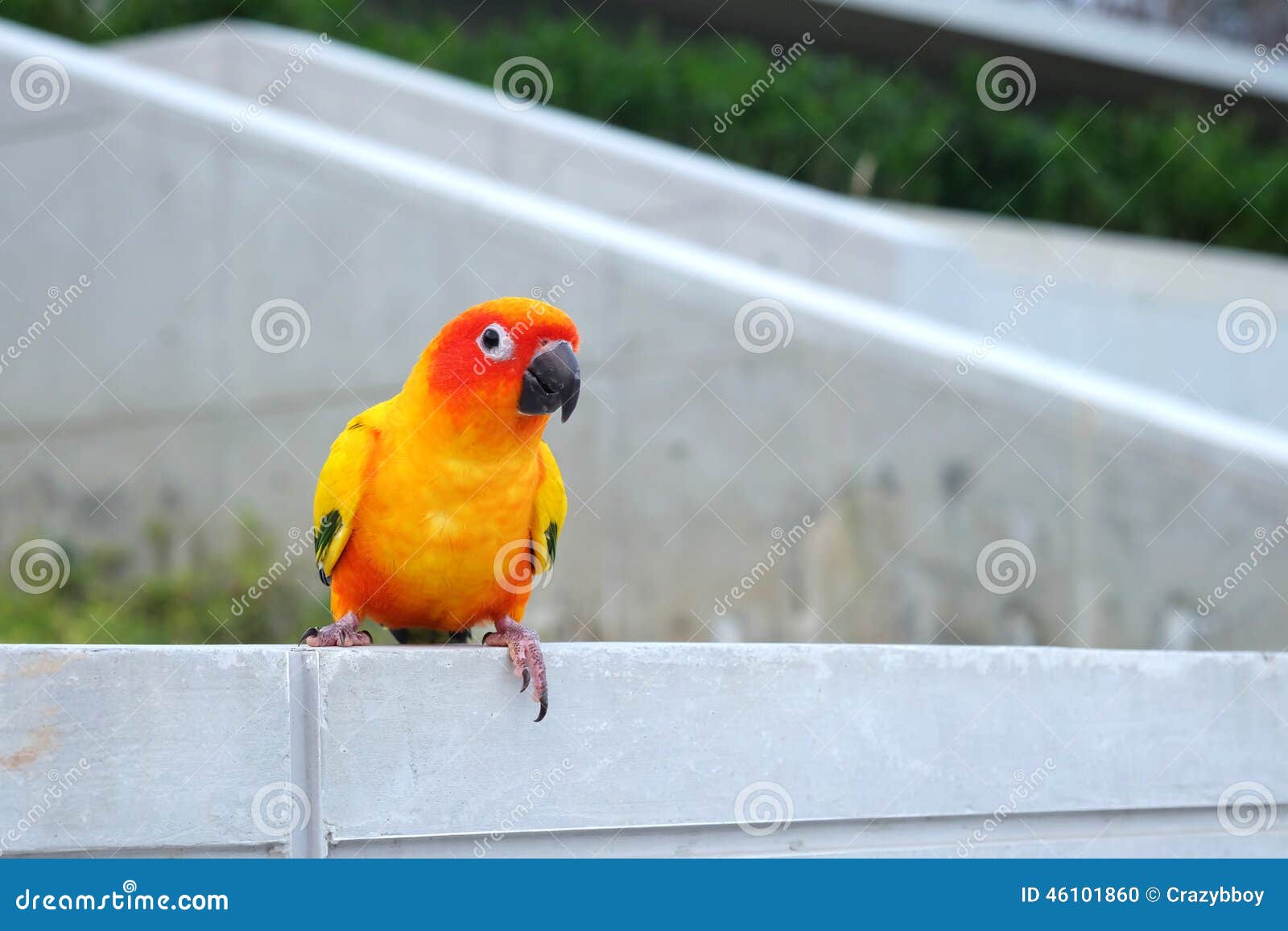 Cute Sun Conure in Lovely Posture Stock Photo - Image of bird, parrot ...