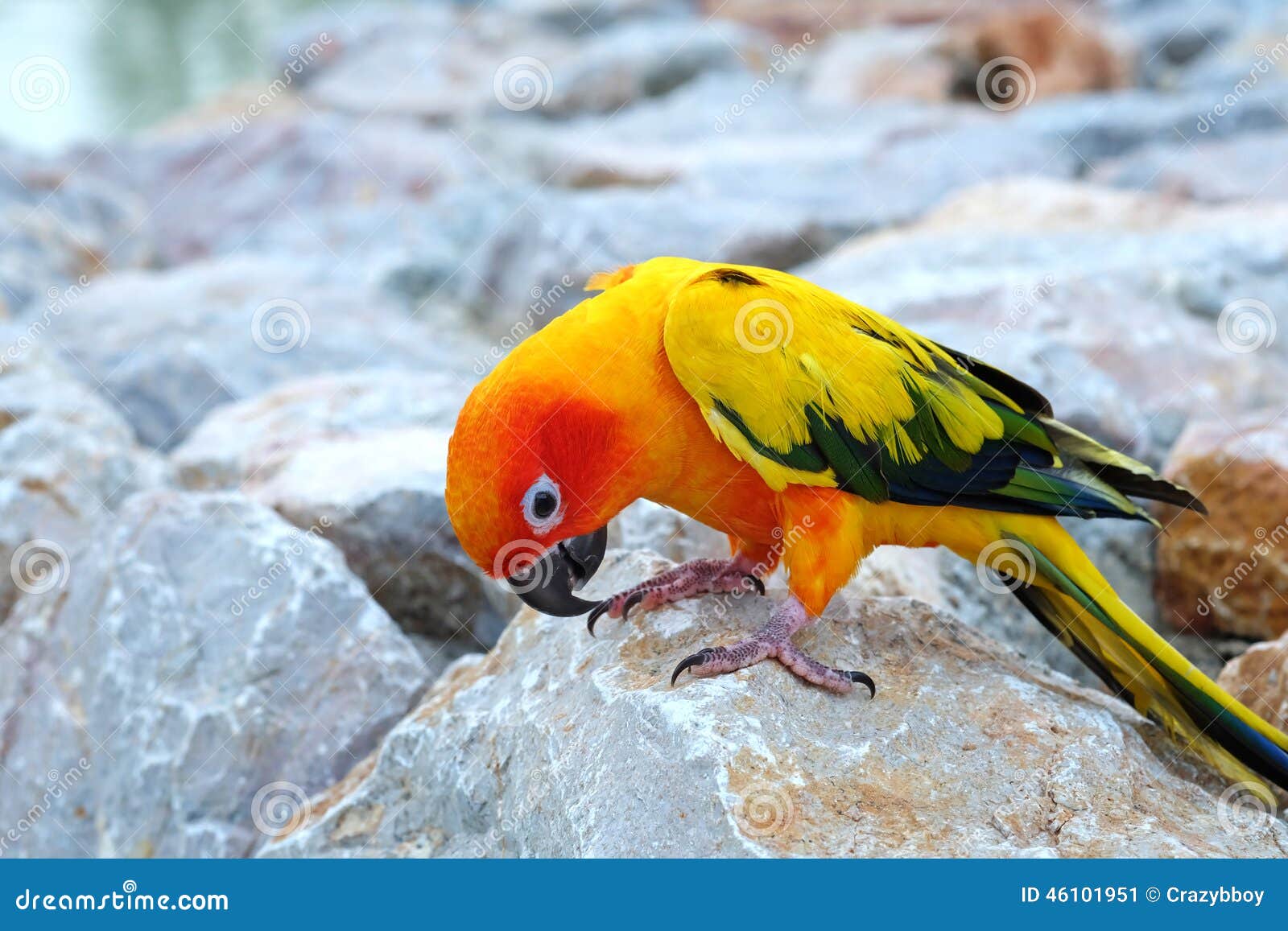 Cute Sun Conure in Lovely Posture Stock Image - Image of beak, love ...