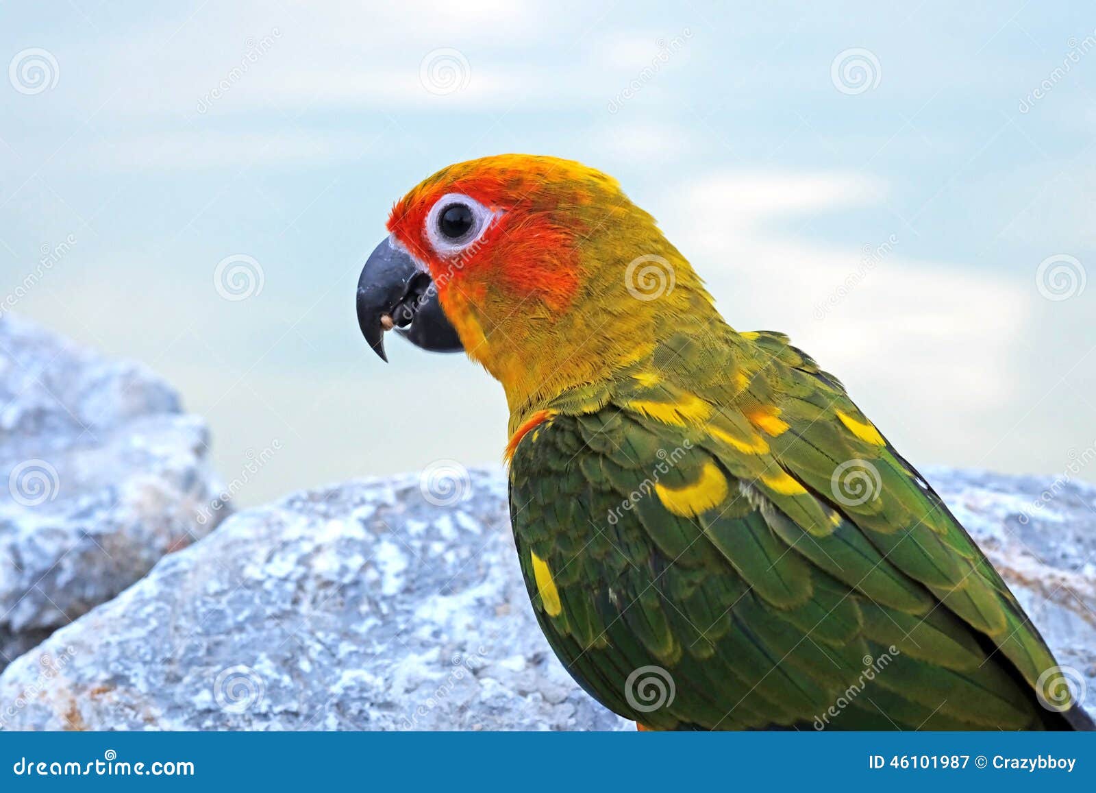 Cute Sun Conure Climbing The Cage Stock Photography | CartoonDealer.com ...