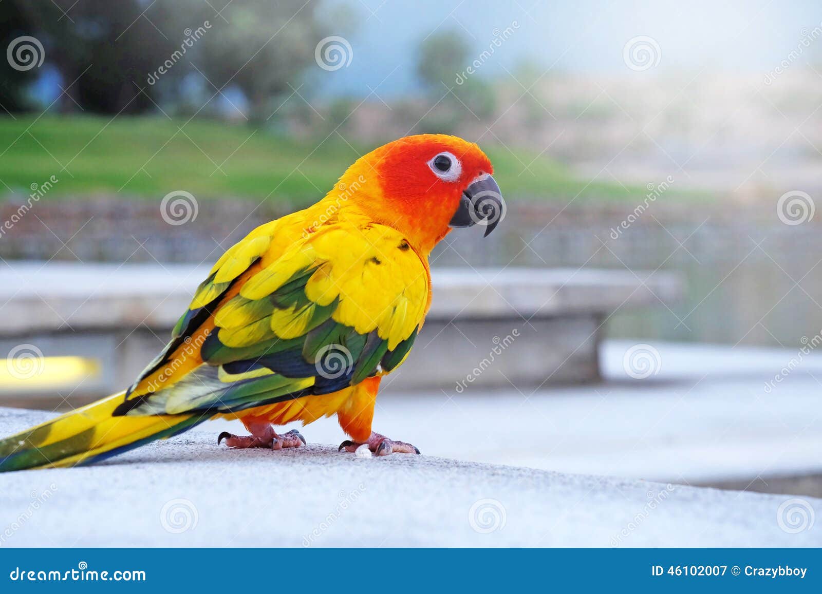 Cute Sun Conure in Lovely Posture Stock Image - Image of natural ...