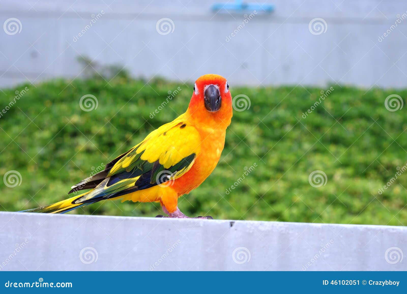 Cute Sun Conure in Lovely Posture Stock Image - Image of color, avian ...