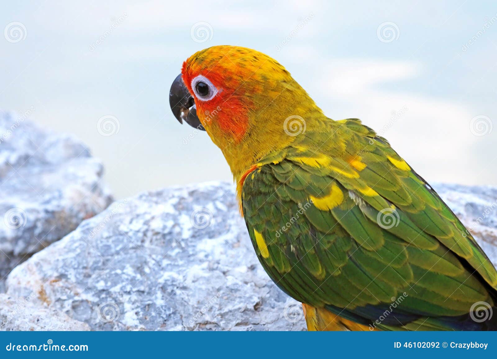 Cute Sun Conure Climbing The Cage Stock Photography | CartoonDealer.com ...