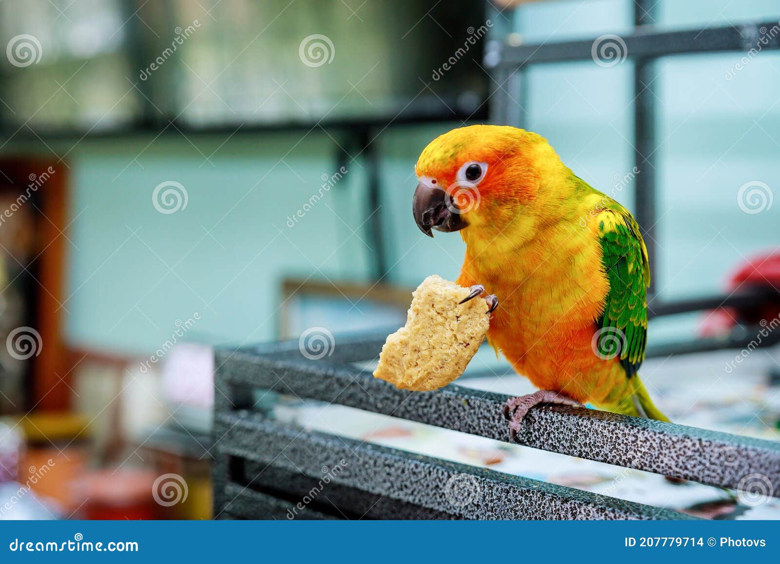 Cute Sun Conure Climbing The Cage Stock Photography | CartoonDealer.com ...