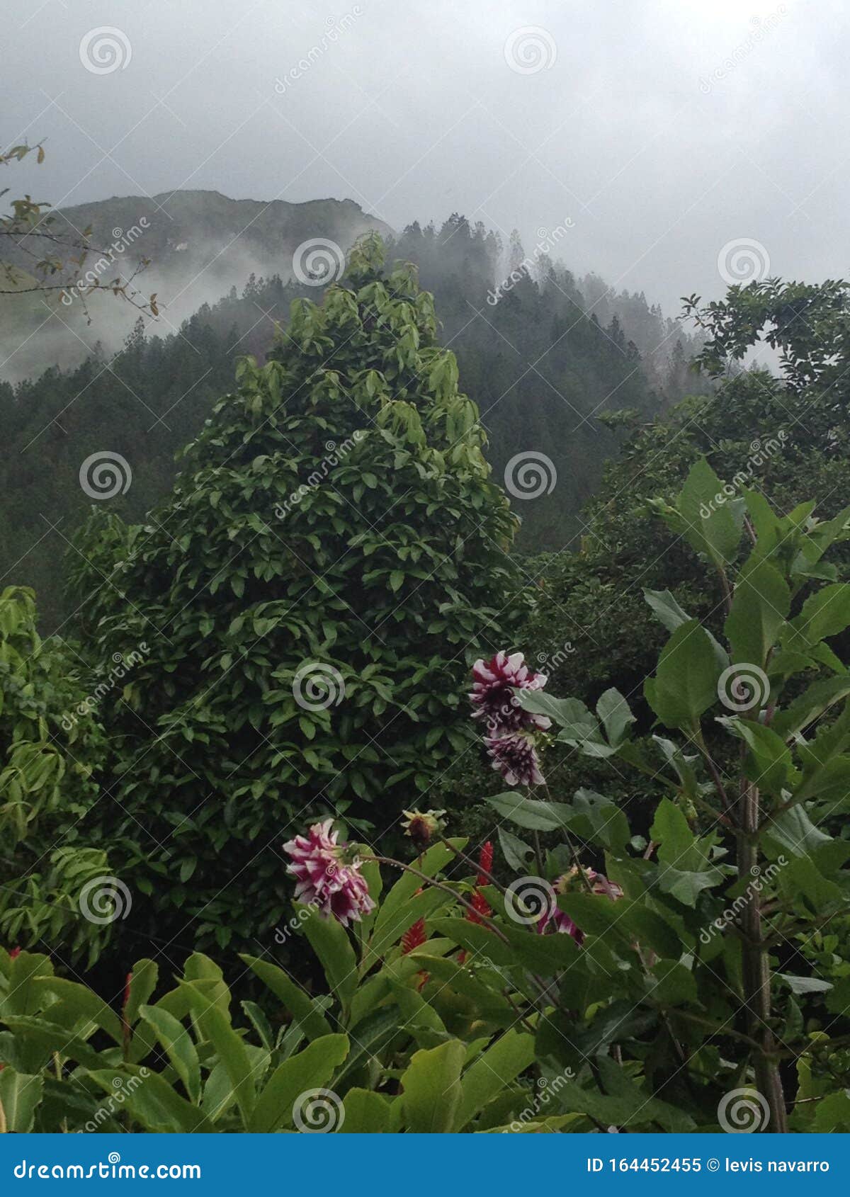 Cute sunrise, stock image. Image of cold, sunrise, trees - 164452455