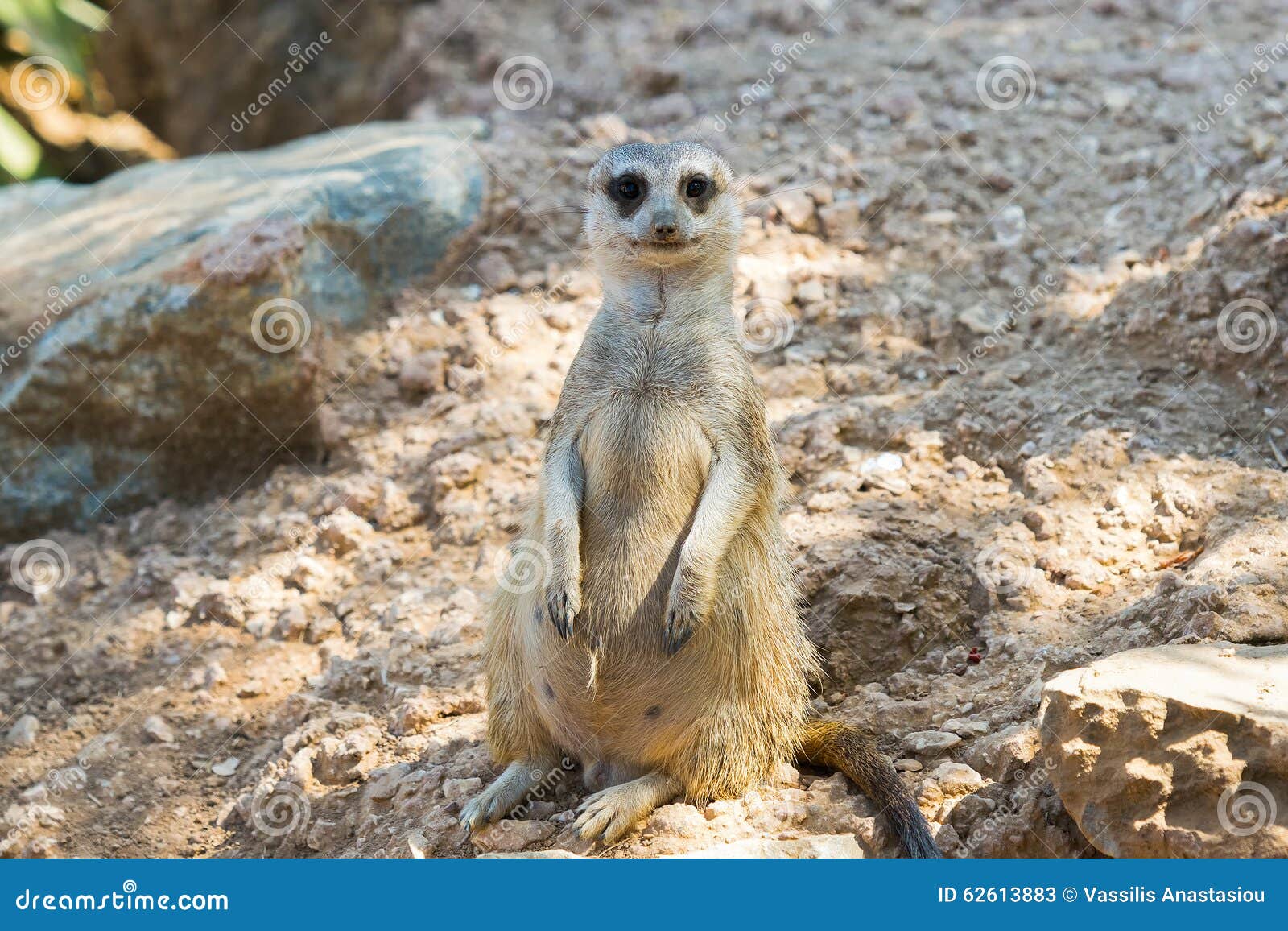Cute suricata portrait. stock image. Image of cute, eyes - 62613883